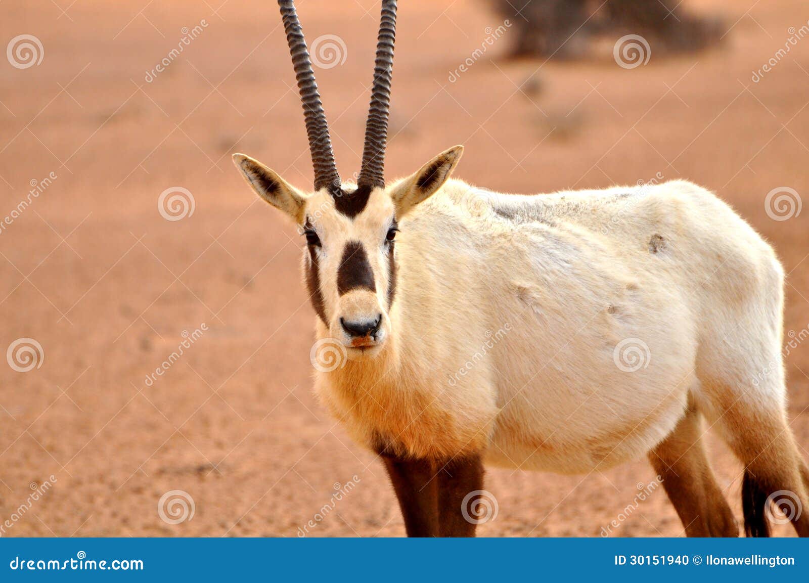 Arabian Oryx, Also Called White Oryx Oryx Leucoryx In The Desert Near ...