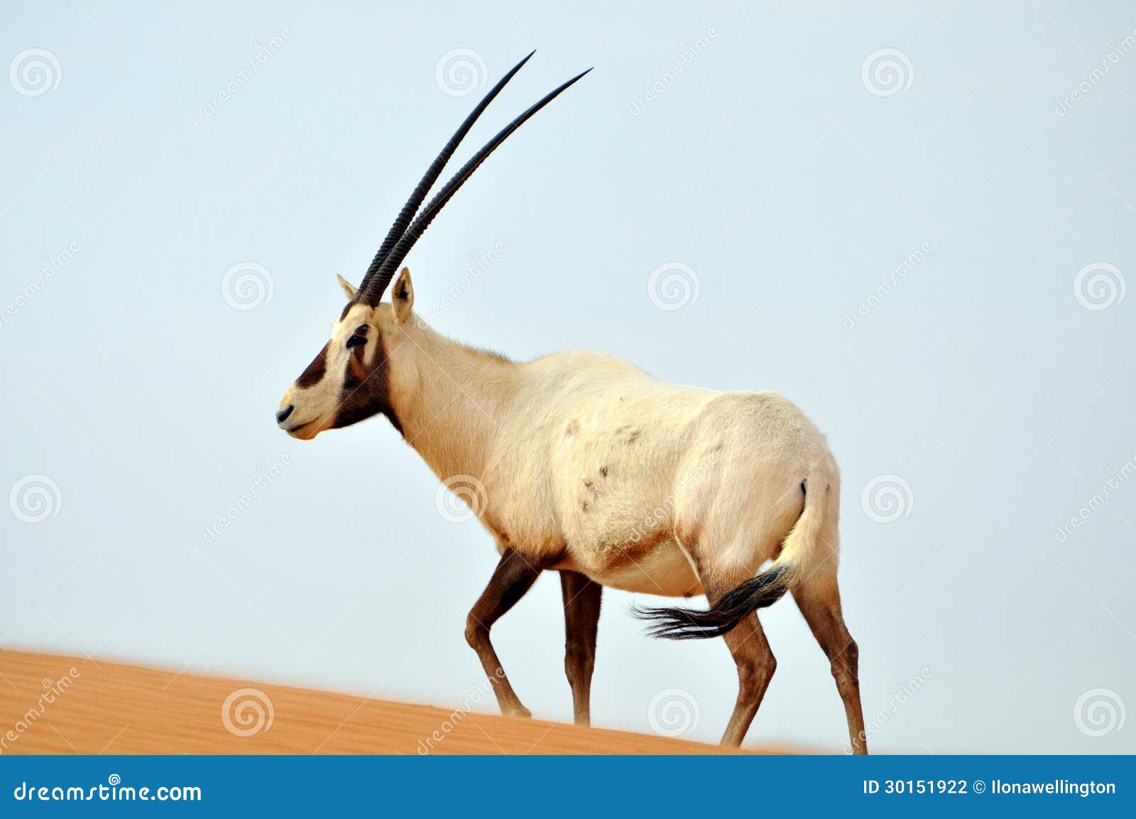 Arabian Oryx stock photo. Image of rare, habitat, trails - 30151922