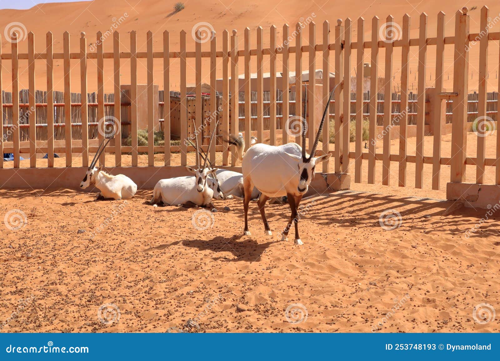 Arabian Oryx Standing in a Desert Farm in Oman Desert Stock Image ...