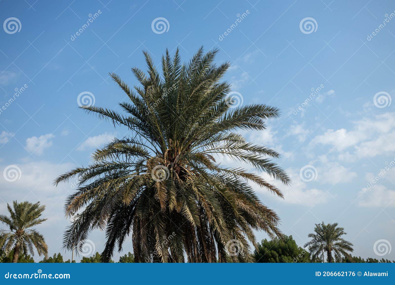 The arabian palm tree stock photo. Image of outdoors - 206662176