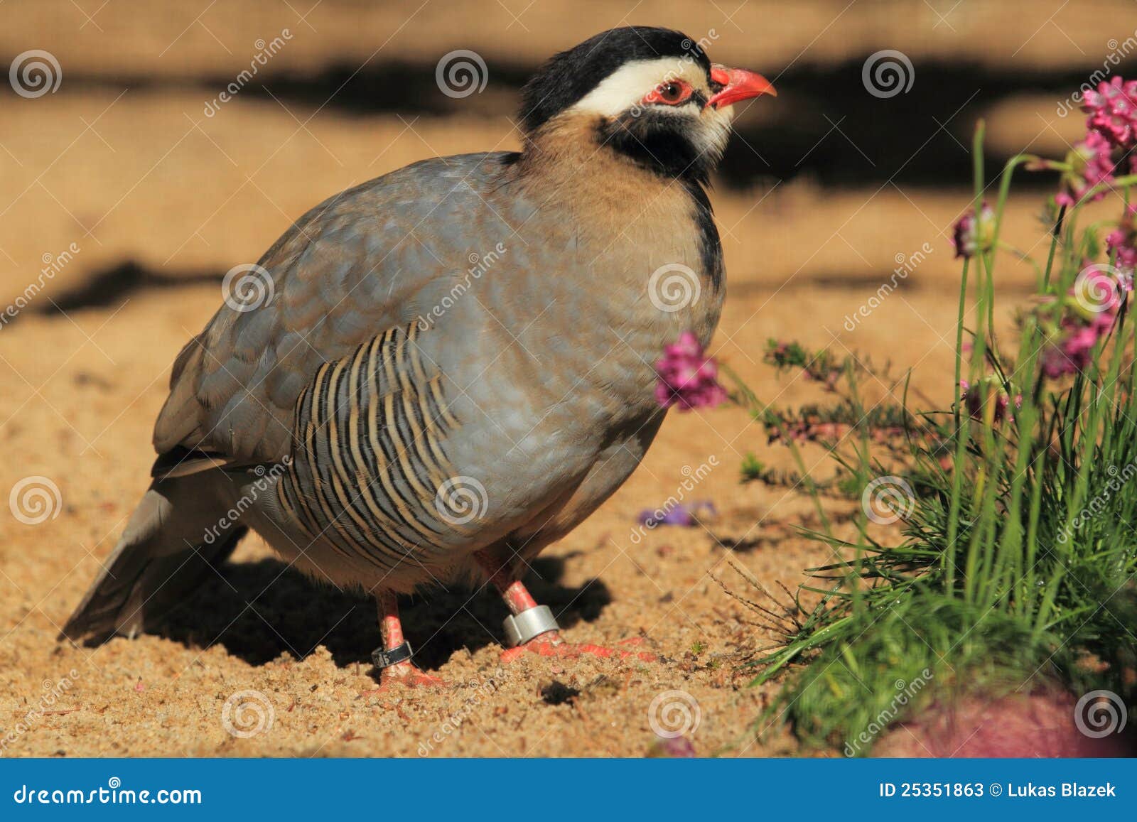 Arabian partridge stock image. Image of oman, nature - 25351863