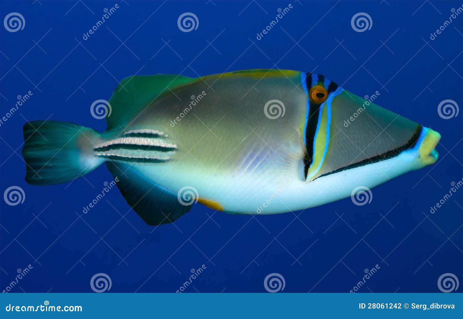 Arabian Picassofish stock photo. Image of sealife, wild - 28061242