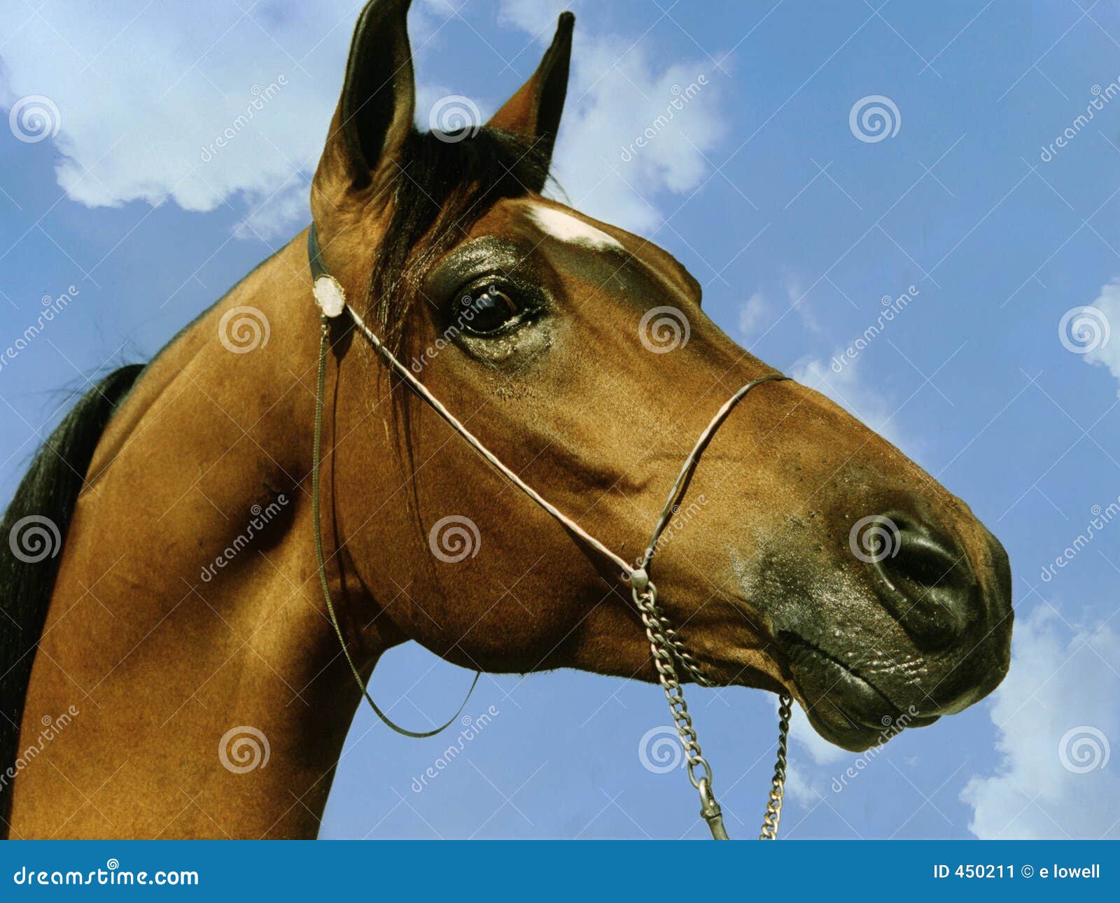 Arabian Profile stock image. Image of face, arabian, equine - 450211