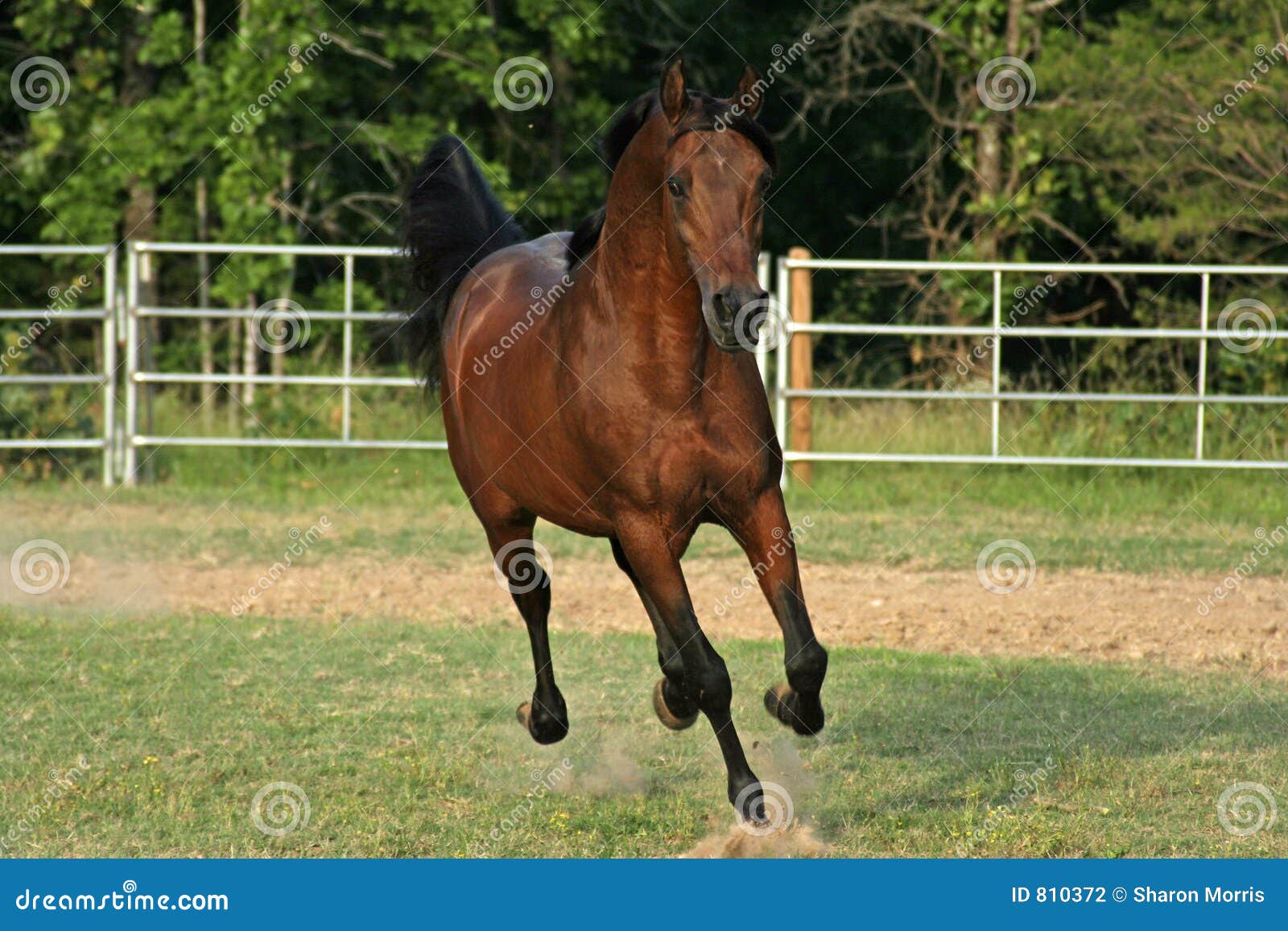 Arabian running stock photo. Image of running, beauty, fast - 810372