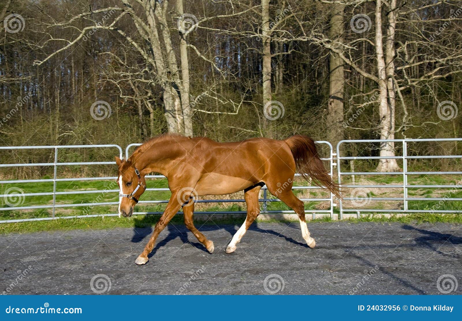 Arabian/Saddlebred Mix Horse Stock Photo - Image of nature, horse: 24032956