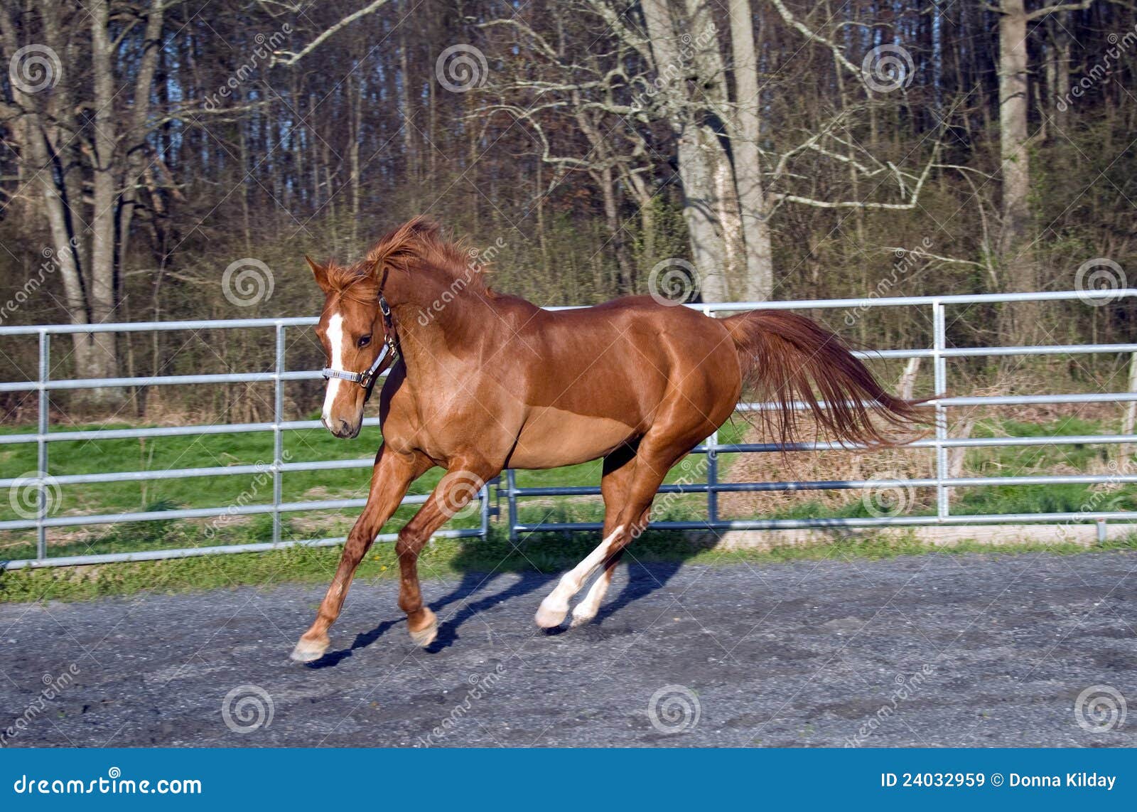 Arabian/Saddlebred Mix Horse Stock Image - Image of clipped, luxury ...