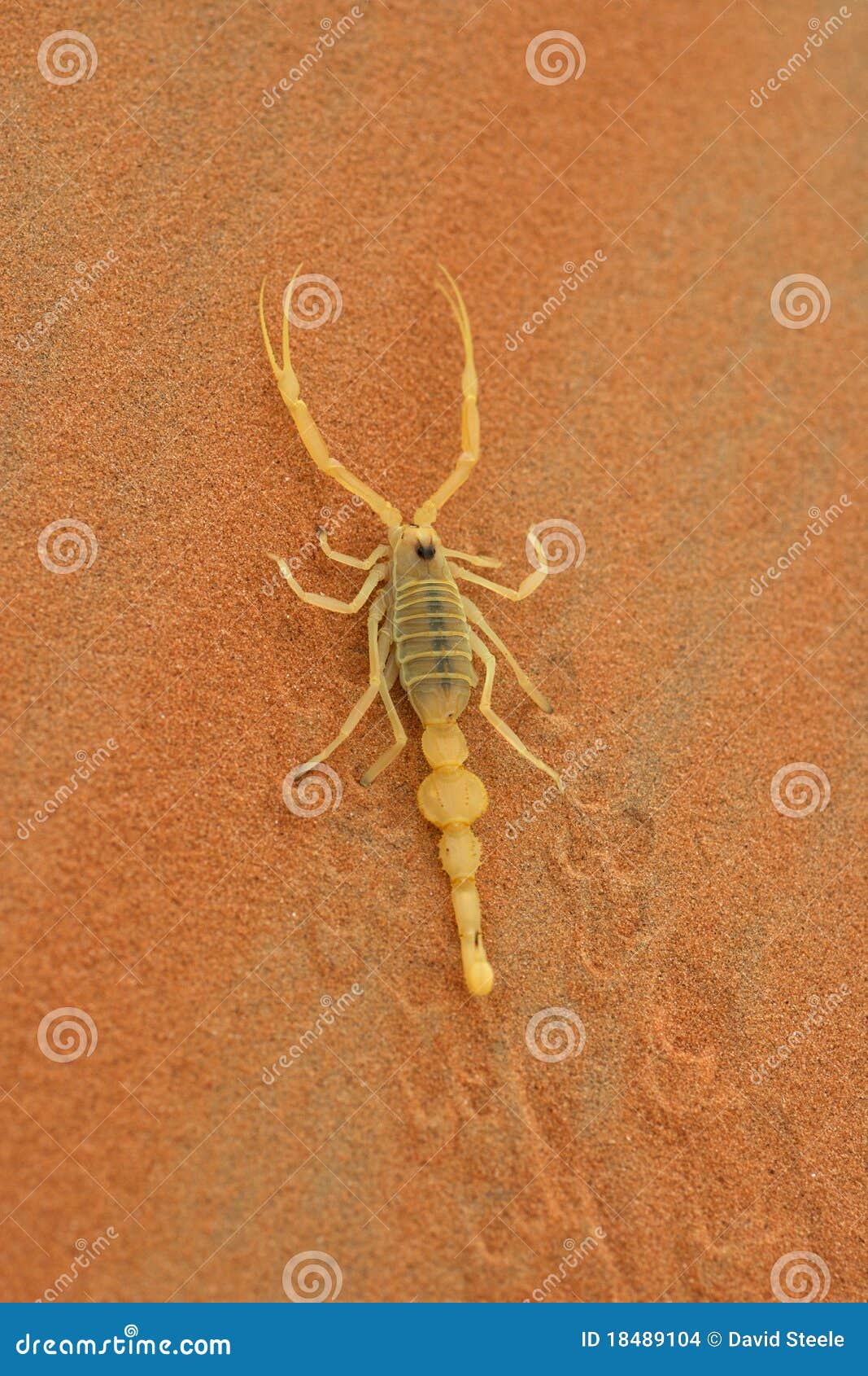 Arabian Scorpian stock photo. Image of arab, invertebrate - 18489104