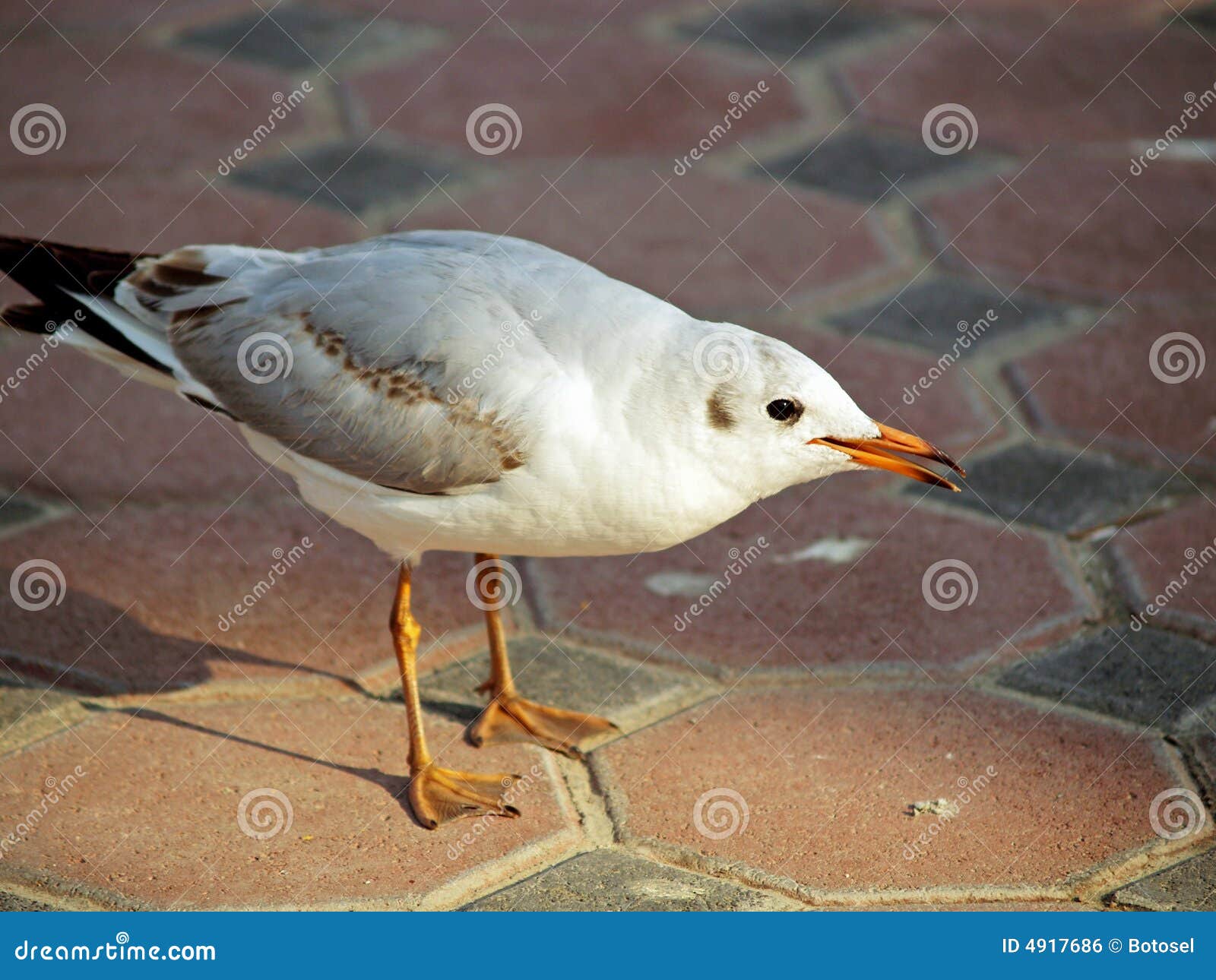 Arabian seagull stock photo. Image of orange, play, sharjah - 4917686