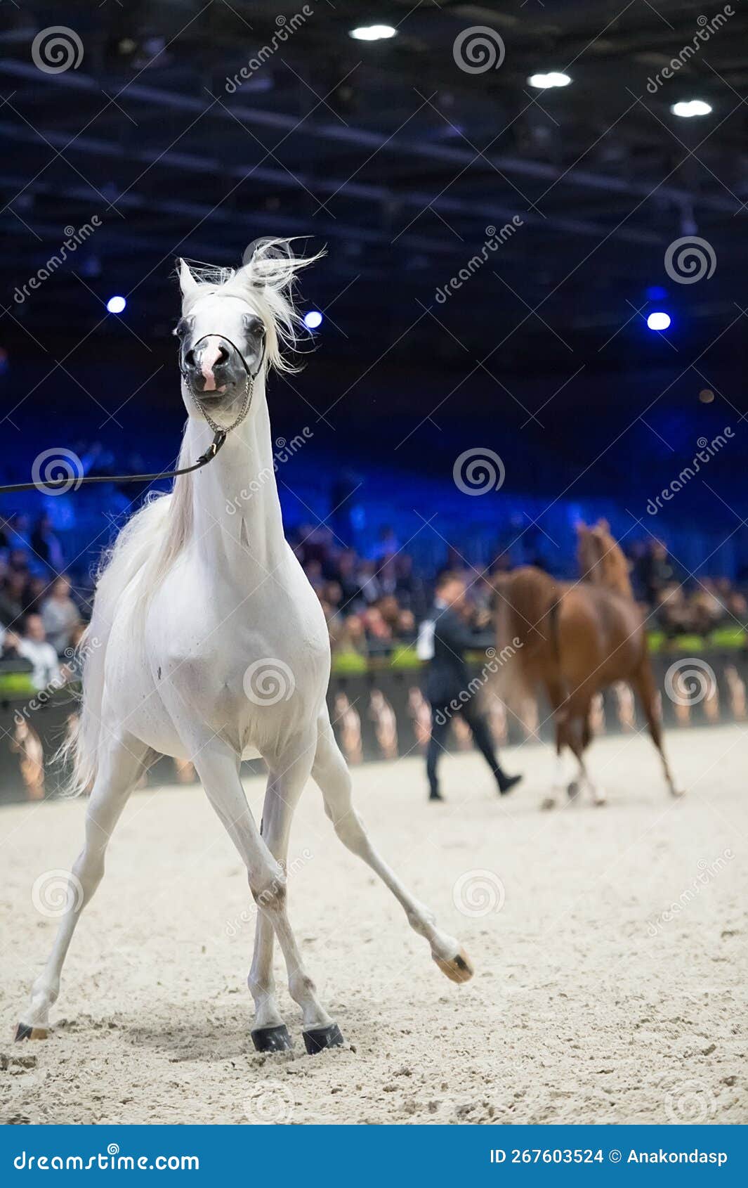 White Arabian Show Stallion. Inside Cover Manege Stock Photo - Image of ...