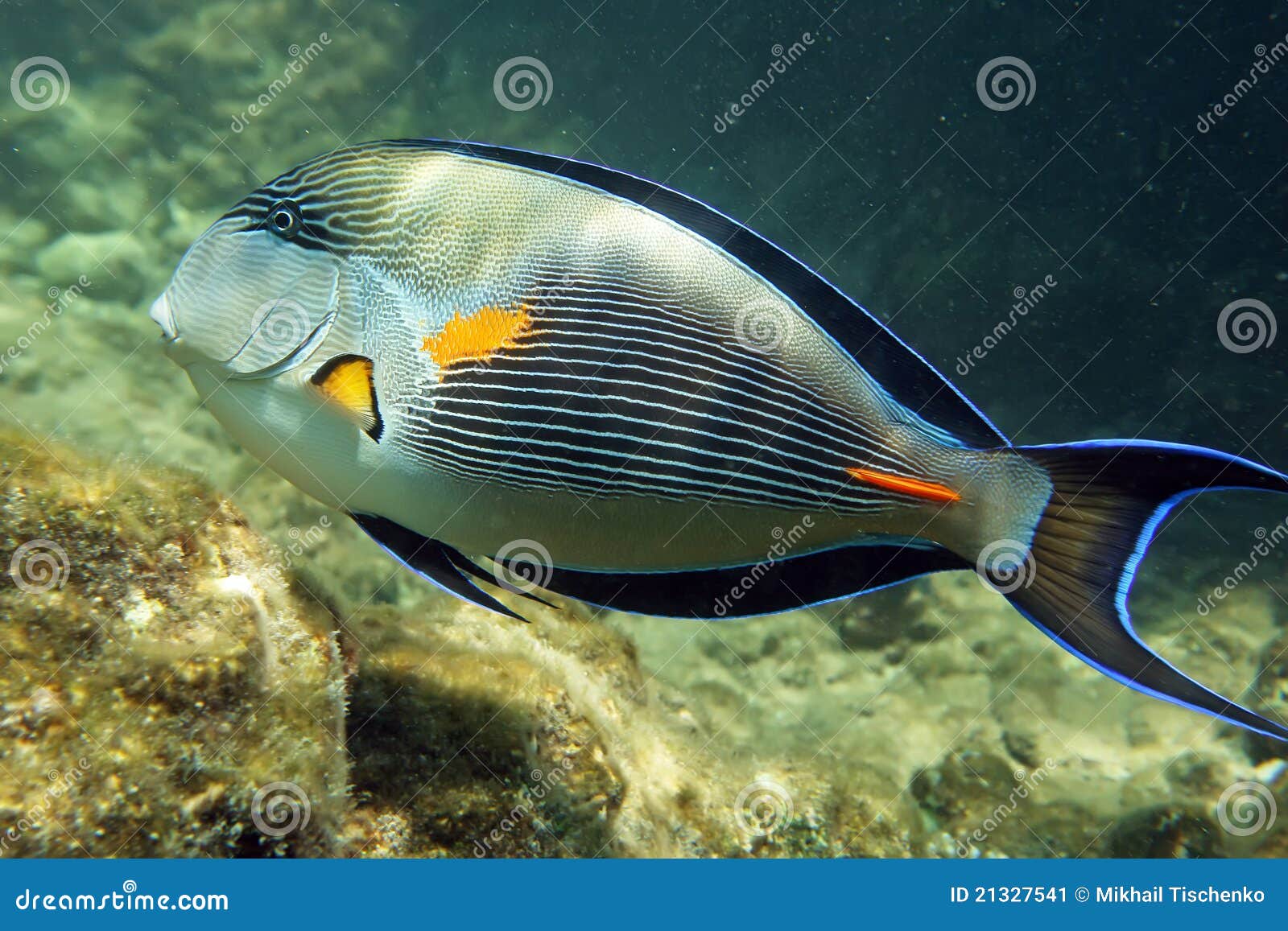 Arabian sohal surgeon fish stock image. Image of black - 21327541