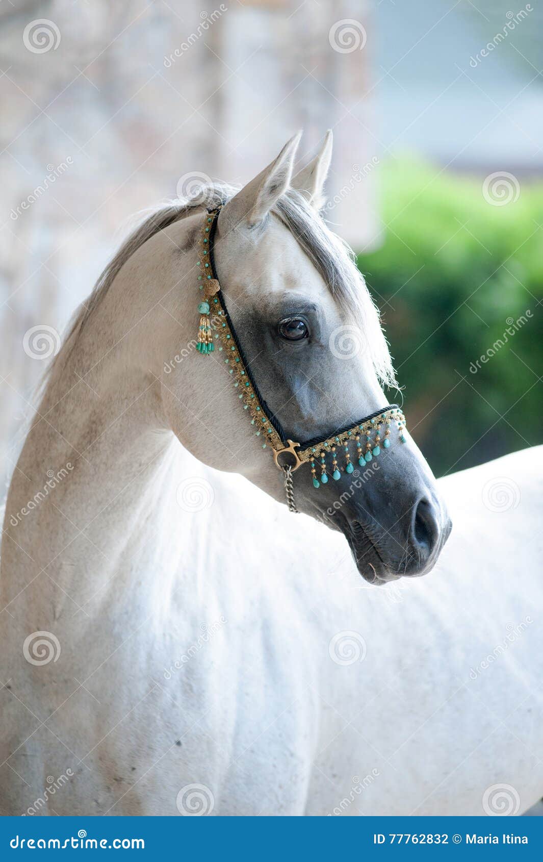 Arabian stallion stock photo. Image of arabian, isolation - 77762832