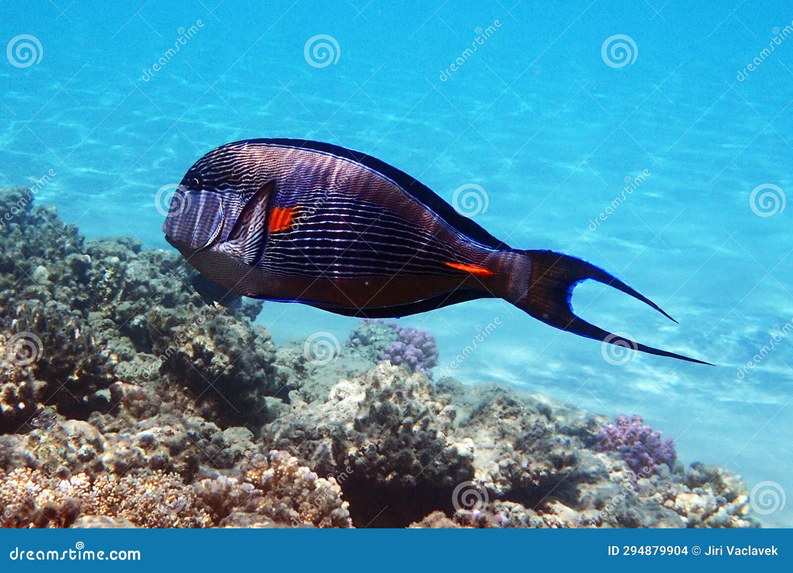 Arabian Surgeonfish Acanthurus Sohal In Red Sea Swimming Near Old Rope ...
