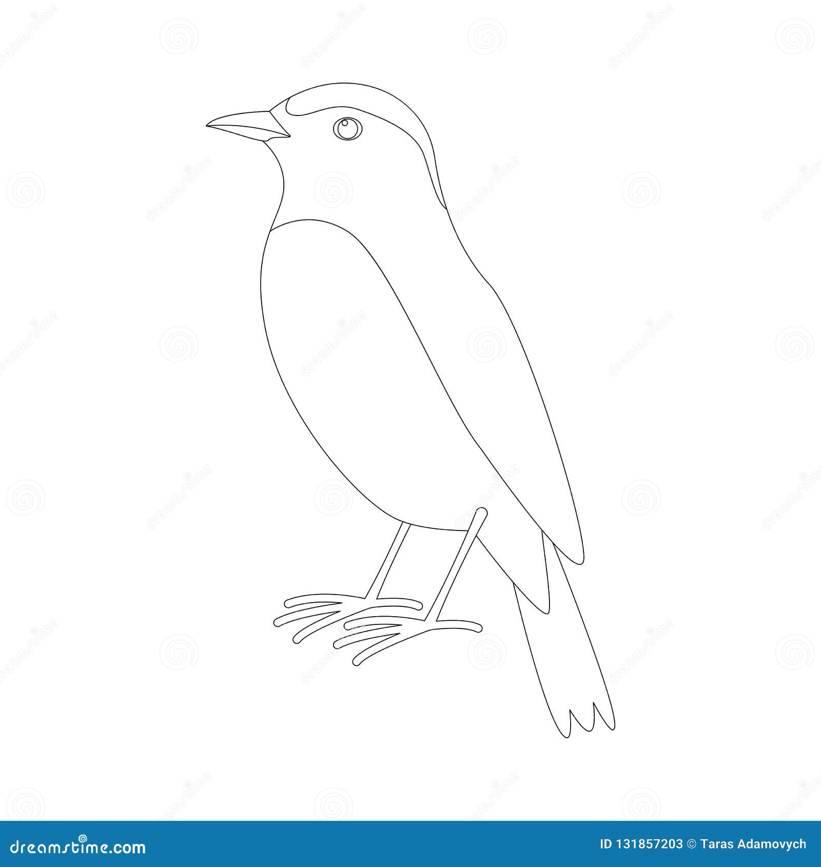 Arabian Wheatear Bird ,vector Illustration Stock Vector - Illustration ...