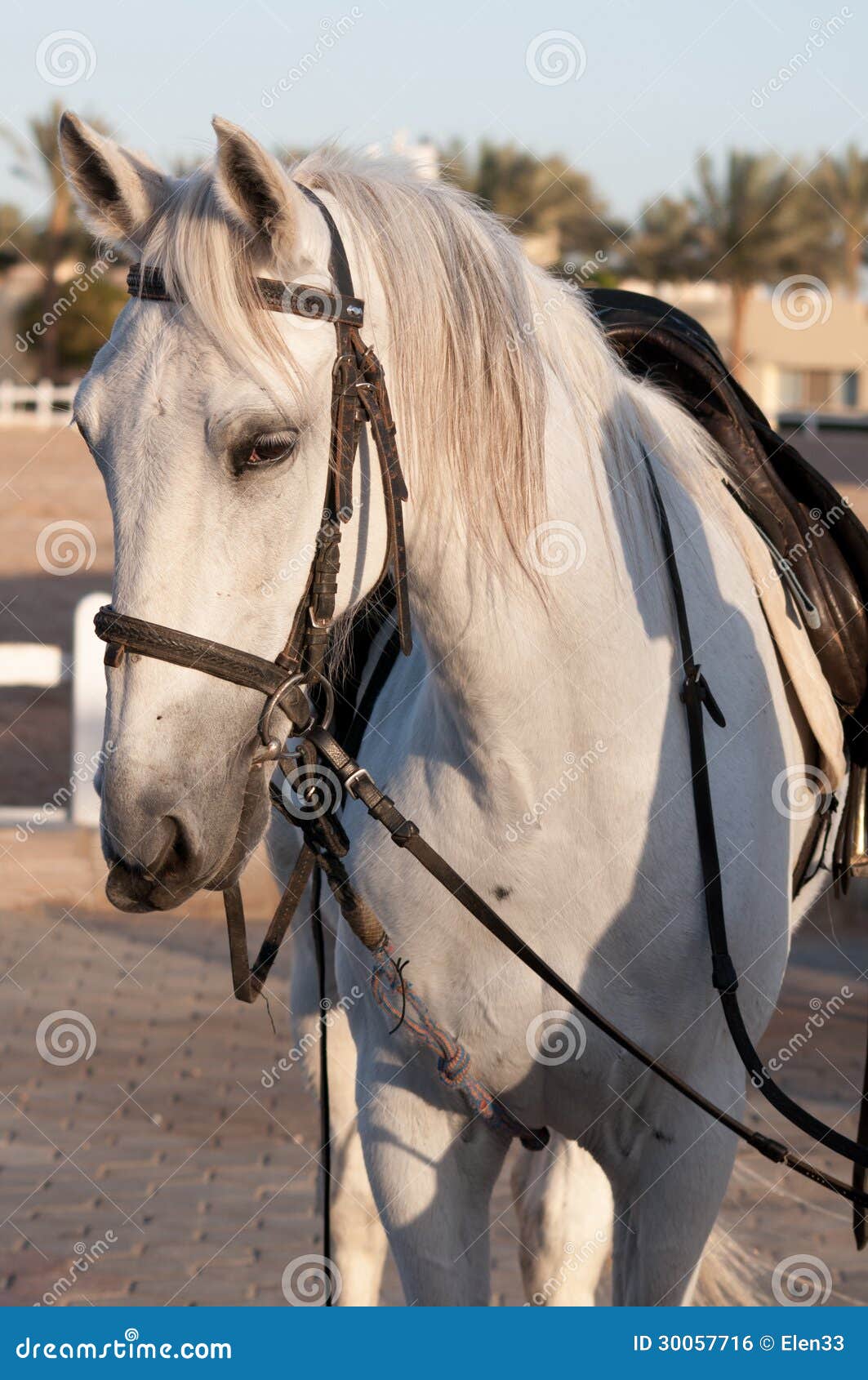 Arabian white horse stock photo. Image of saddle, horse - 30057716