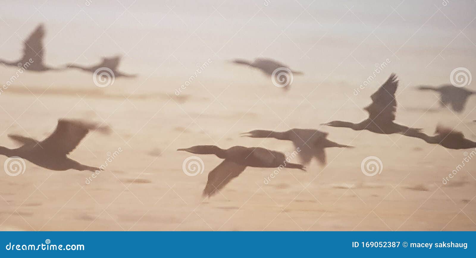 Arabian Wild Birds Flying Across the Arabian Desert Stock Image - Image ...