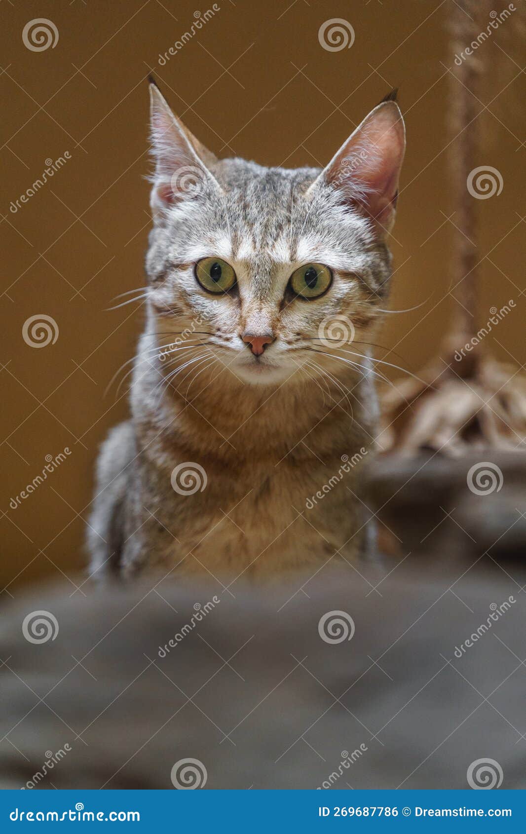Arabian wild cat stock photo. Image of fresh, health - 269687786
