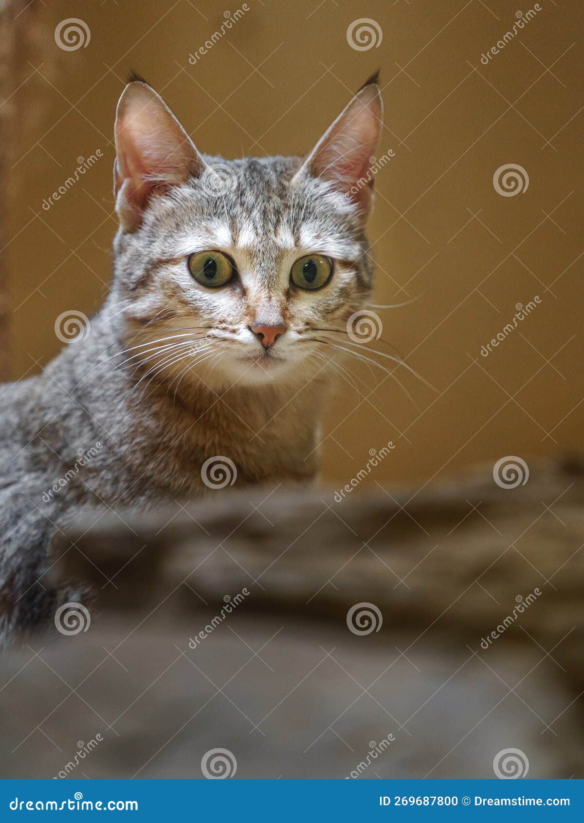 Arabian wild cat stock photo. Image of brown, arabian - 269687800