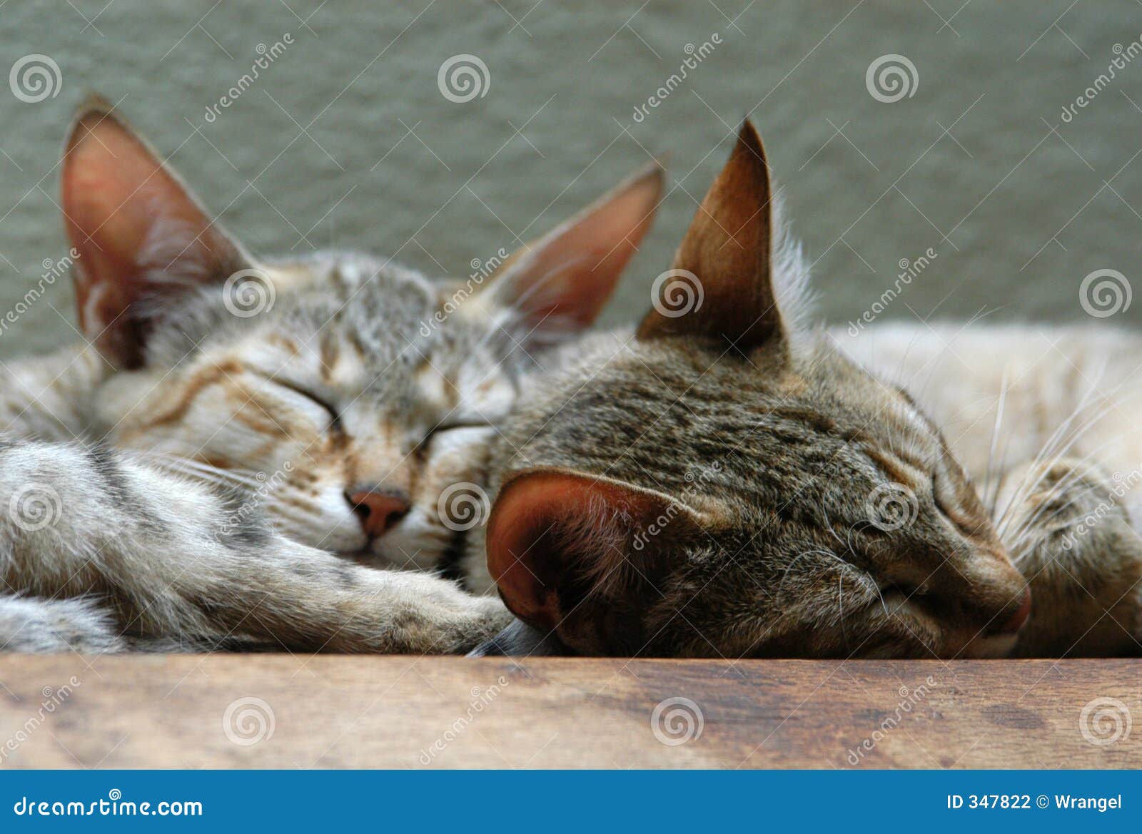 Arabian Wild Cats stock photo. Image of domestic, bohemia - 347822