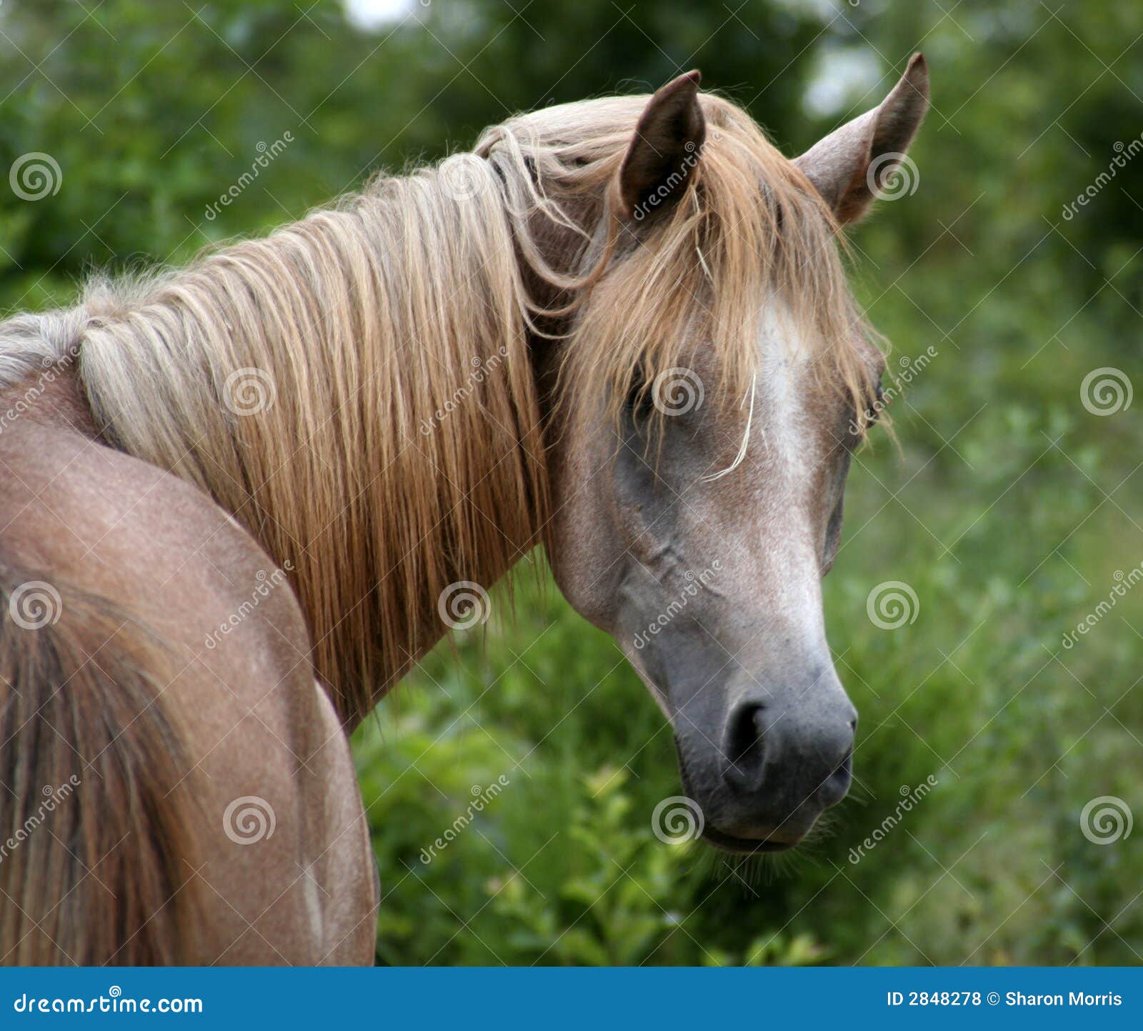 Yearling Arabian Horse