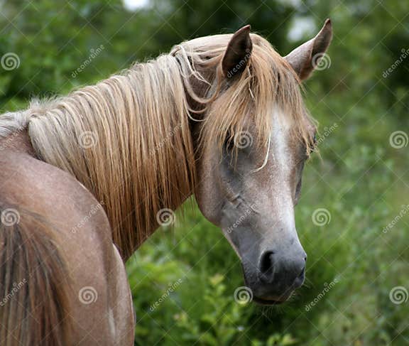 Arabian Yearling colt stock photo. Image of grey, young - 2848278