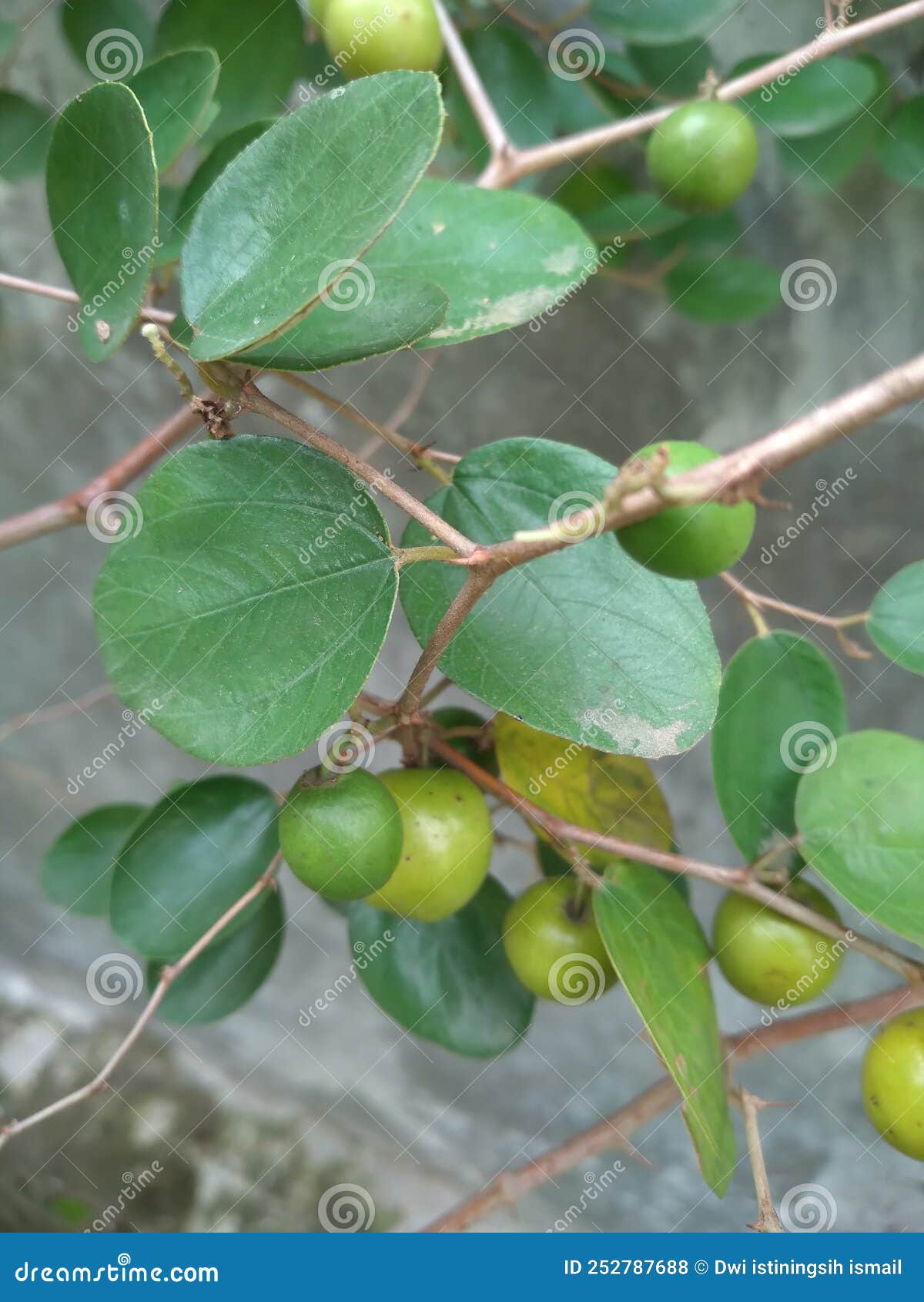 Arabic Bidara Tree Is A Type Of Herbal Plant For Treatment Royalty-Free ...