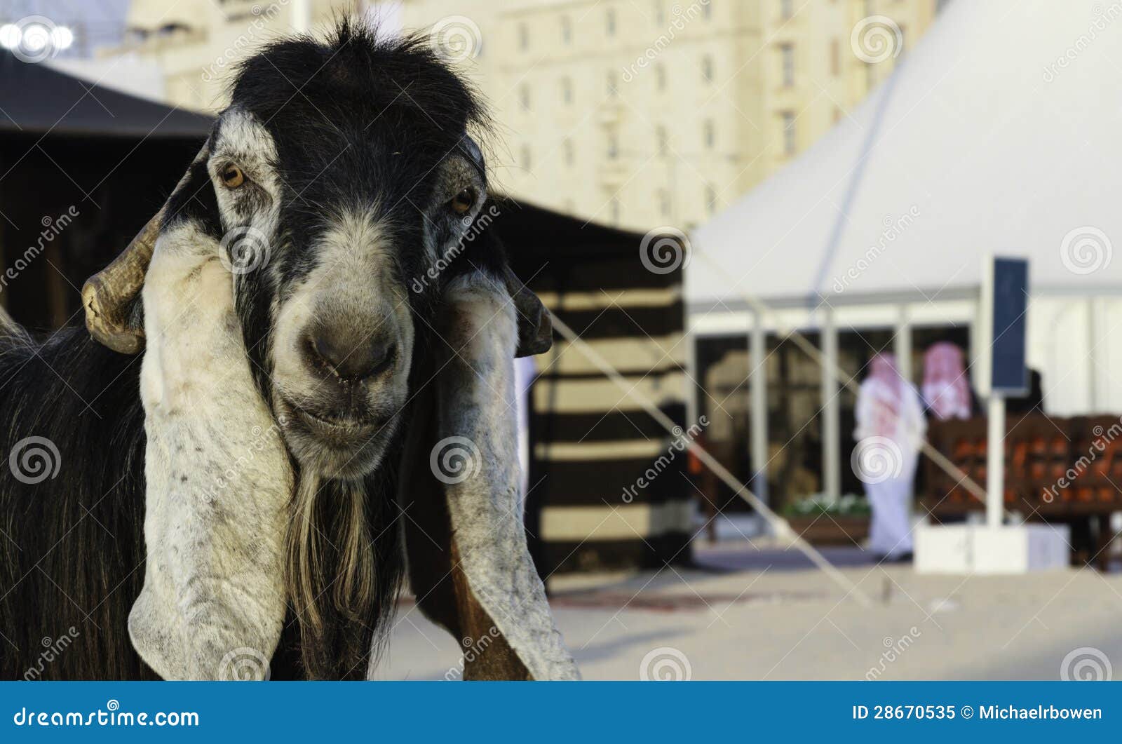 Arabic goat stock image. Image of beasts, eyelash, portrait - 28670535