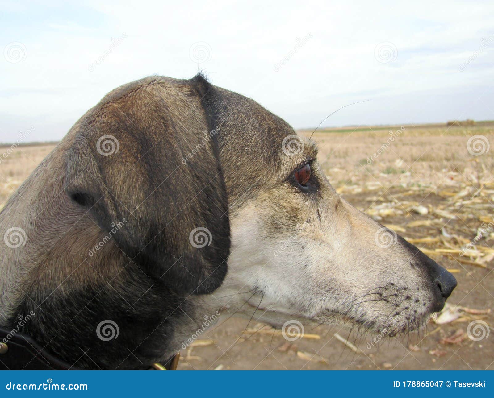 Arabic Greyhound from Profile Stock Image - Image of park, hunting ...