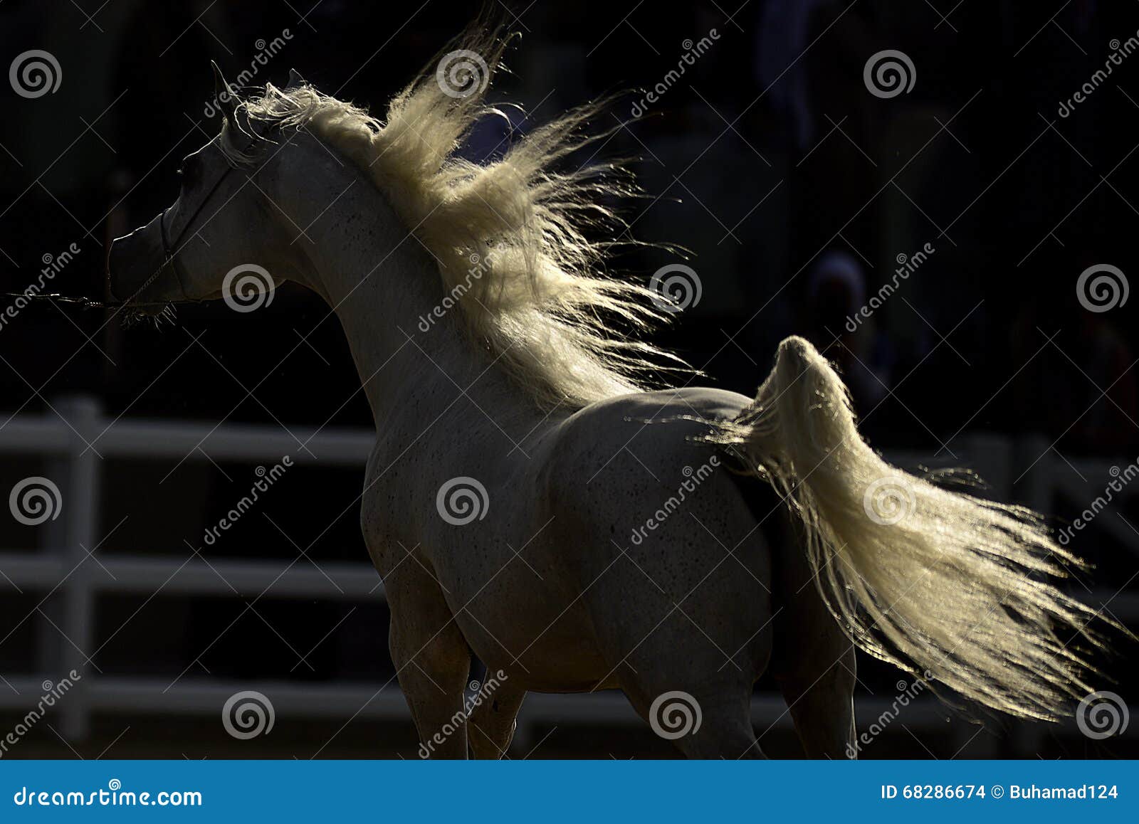 Arabic Hours stock photo. Image of wildlife, remlight - 68286674