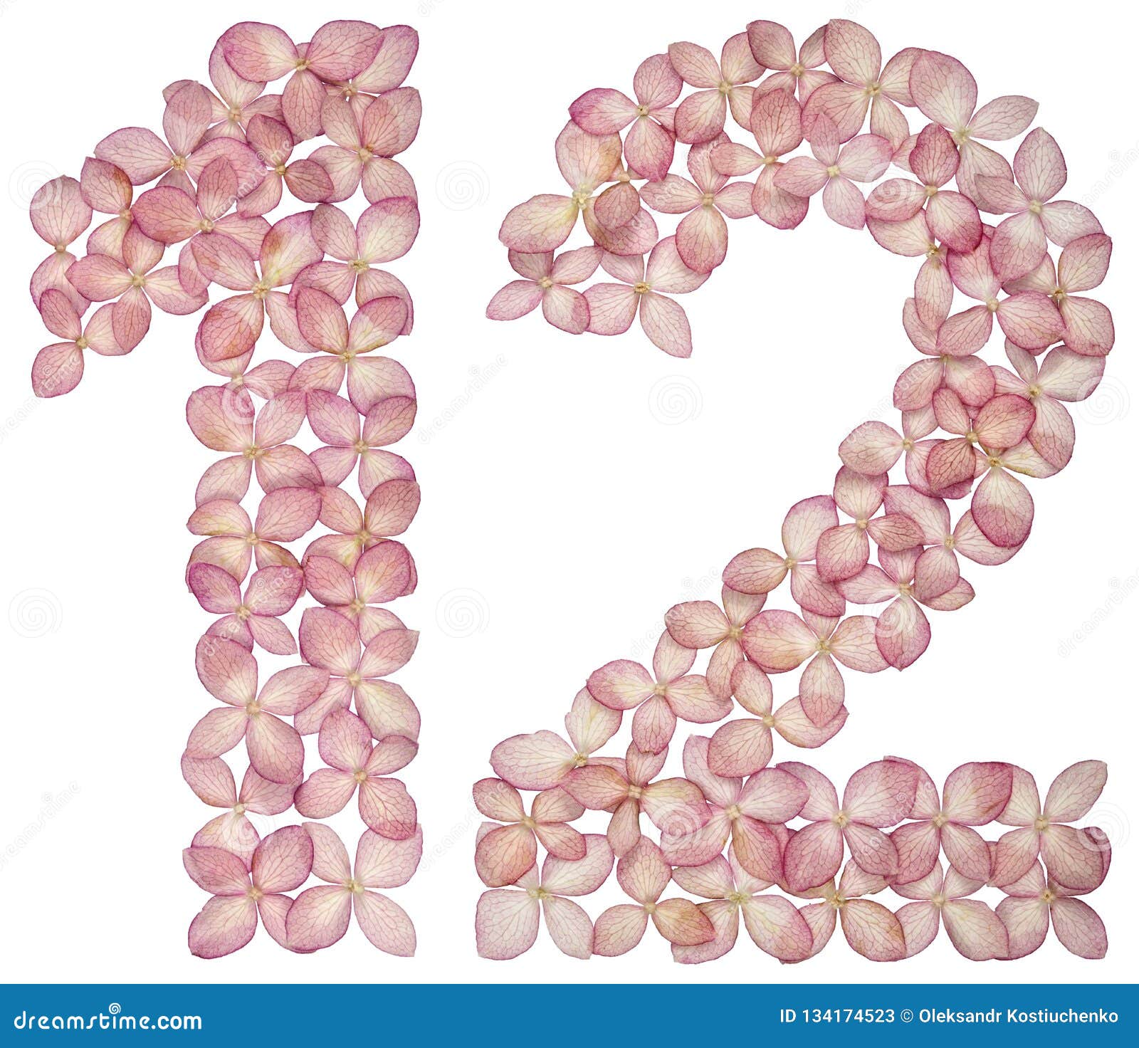 Arabic Numeral 12, Twelve, from Flowers of Hydrangea, Isolated on White ...