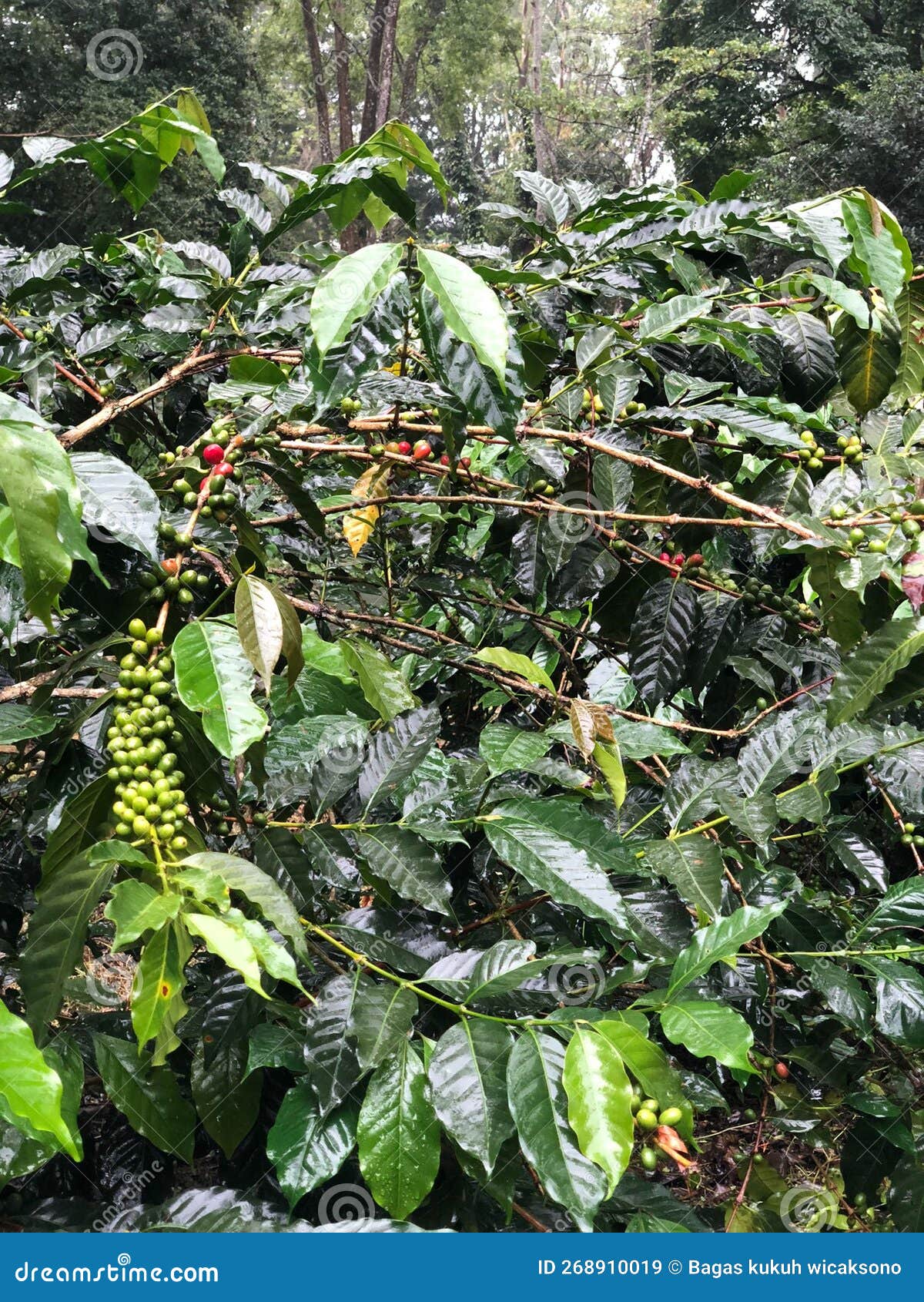 Arabica coffe indonesia stock image. Image of tree, arabica - 268910019