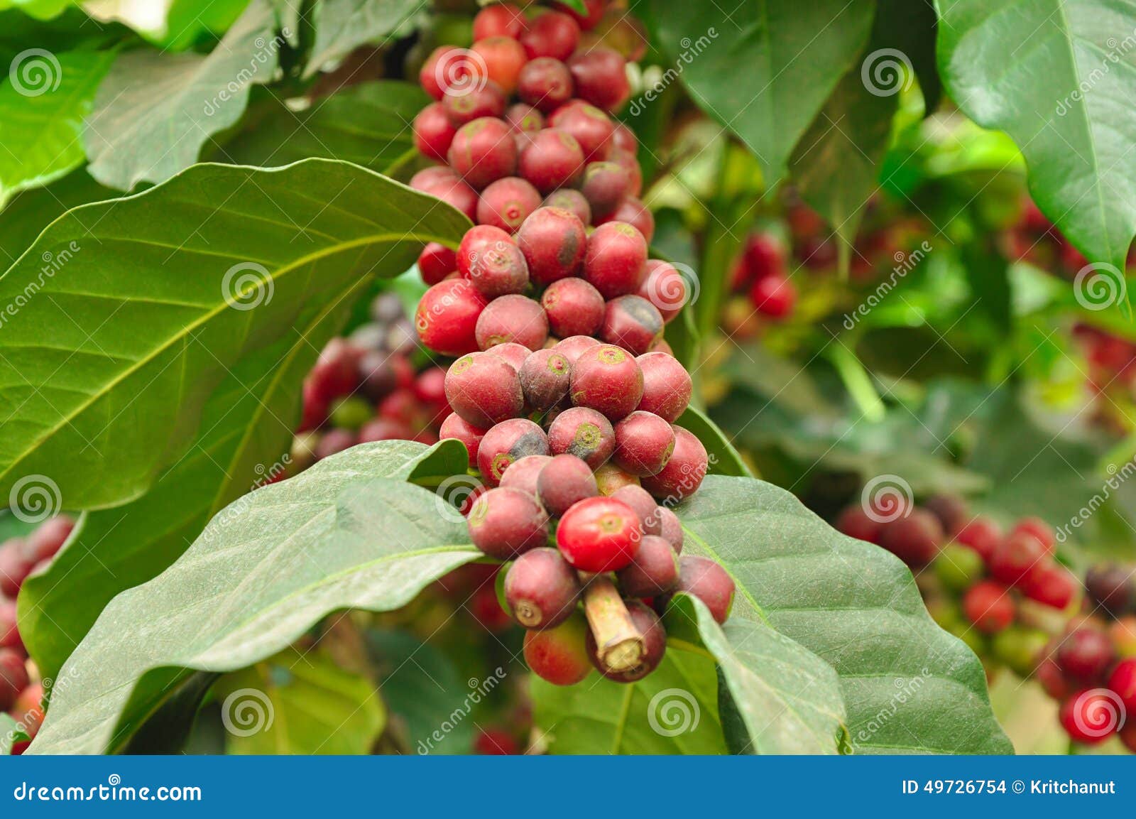 Arabica Coffee Beans on Branch of Coffee Tree Stock Photo - Image of ...