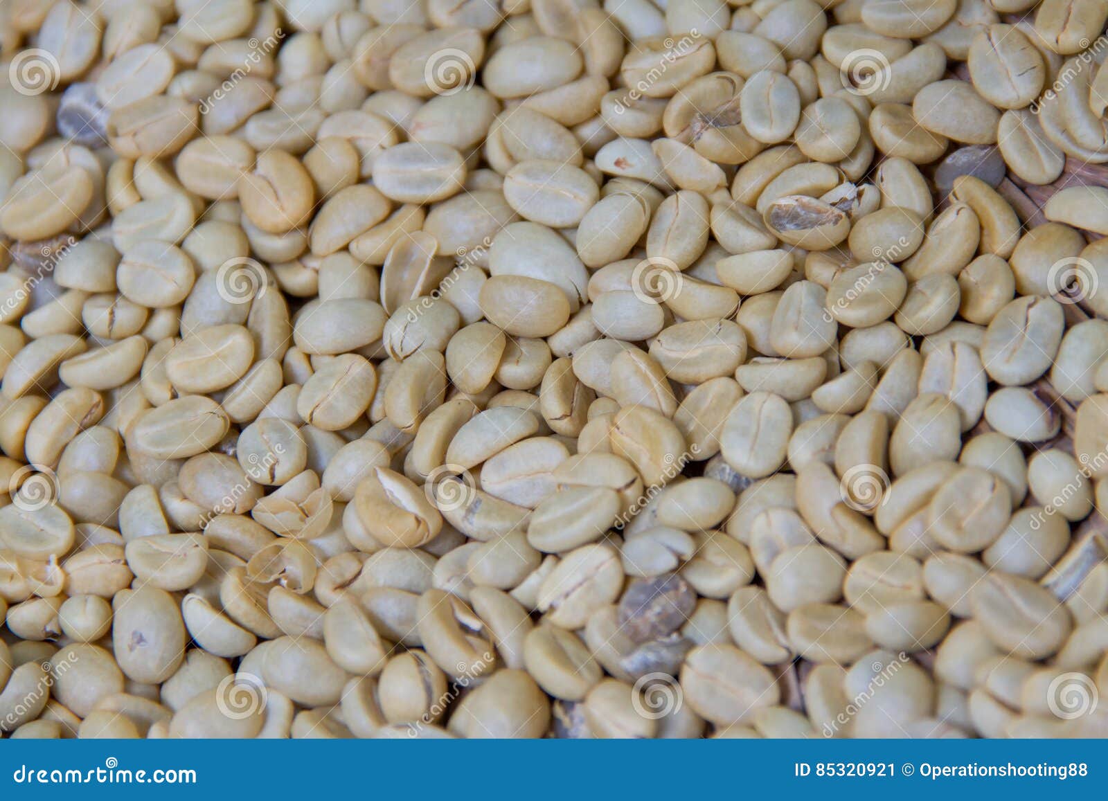 Arabica Coffee Beans on Shell Beans Stock Image - Image of growth ...