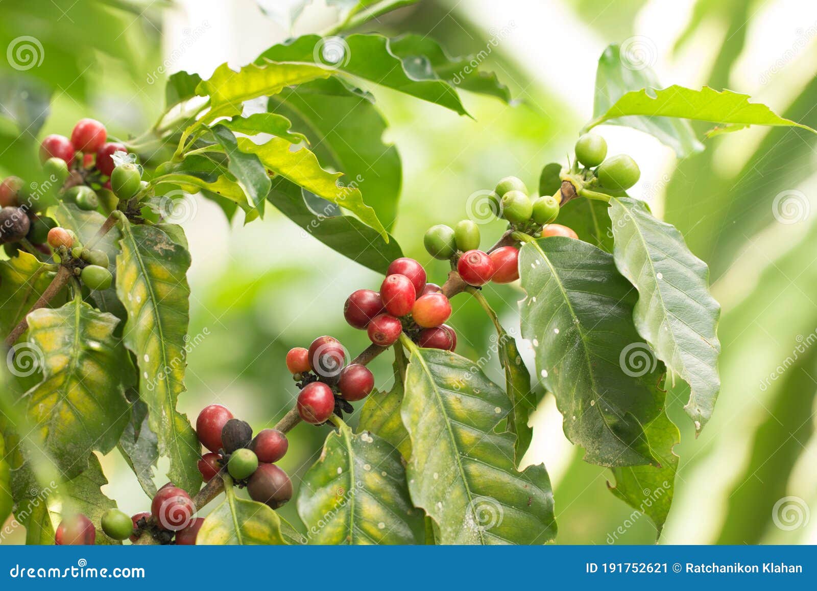 Arabica Coffee Berry Ripening on a Tree Stock Image - Image of coffee ...