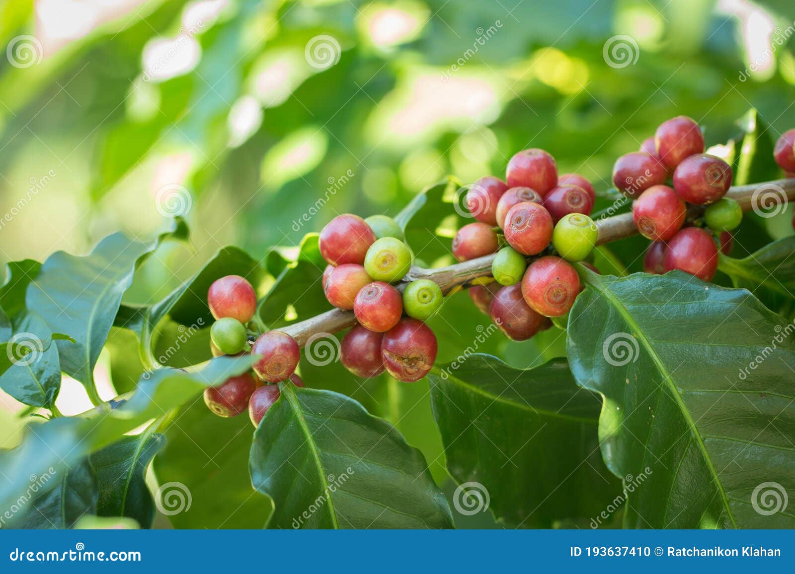 Arabica Coffee Berry Ripening on a Tree Stock Photo - Image of fruit ...