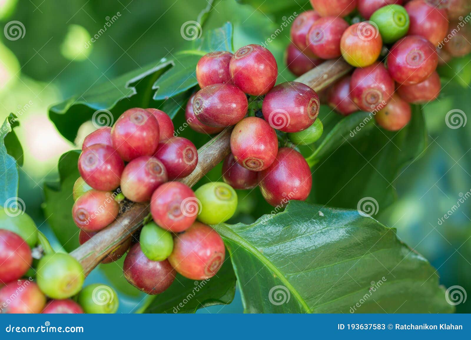 Arabica Coffee Berry Ripening on a Tree Stock Image - Image of ...