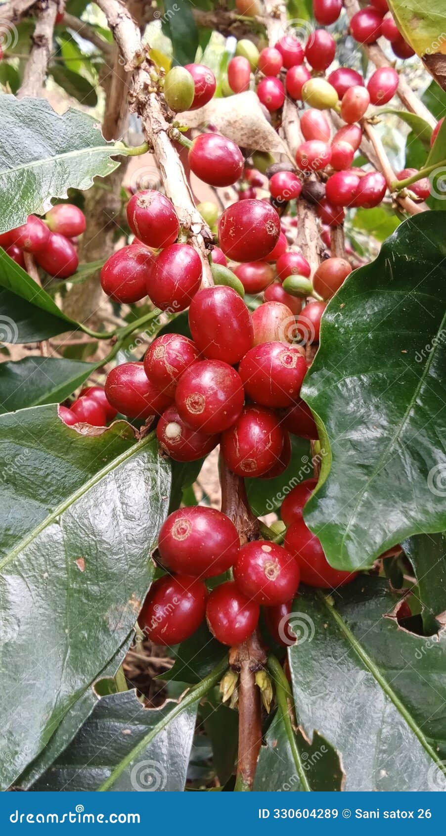 Arabica Coffee Cherry Fresh in Indonesian Stock Image - Image of ...