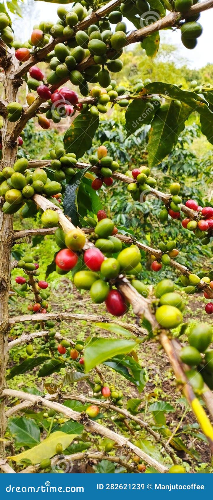 Arabica Coffee Farmer Indonesia Stock Image - Image of indonesi ...