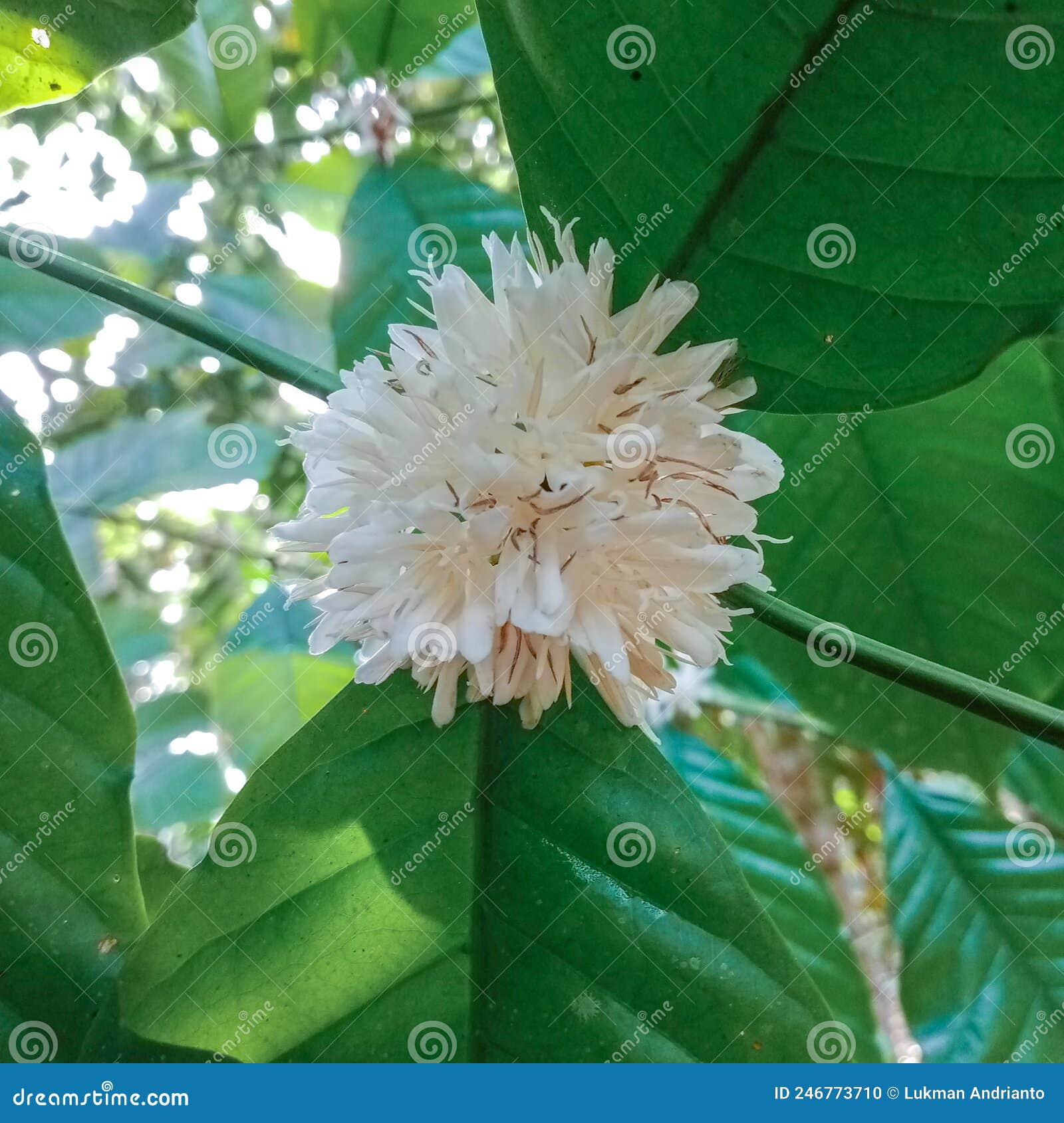 Arabica coffee flower stock photo. Image of food, evergreen - 246773710