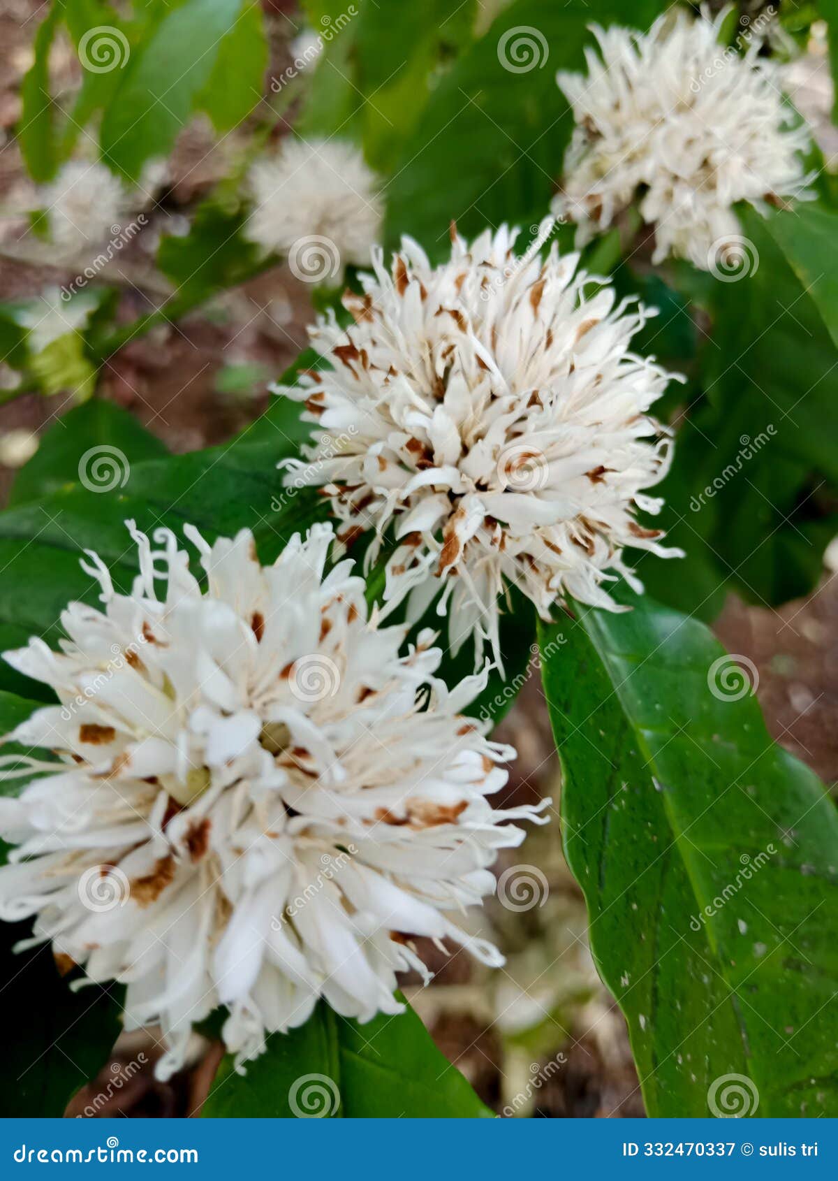 Arabica Coffee Flower, Arabica Coffee Seeds Stock Image - Image of ...