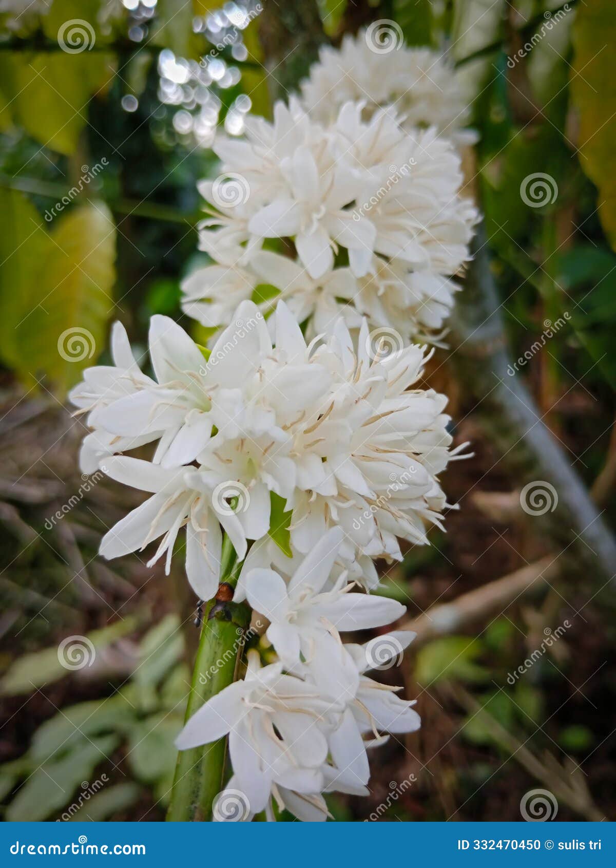 Arabica Coffee Flower, Arabica Coffee Seeds Stock Photo - Image of ...