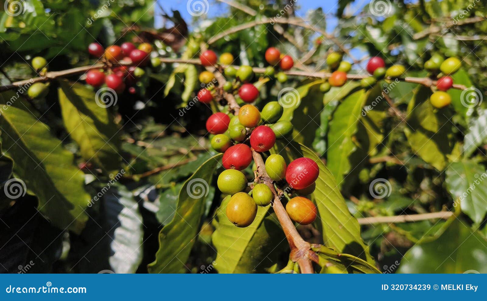 Arabica coffee fruit stock image. Image of coffee, arabica - 320734239