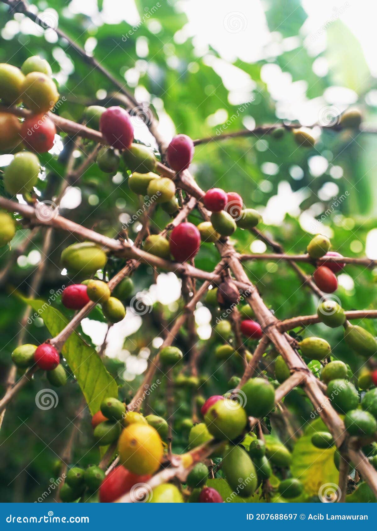 Coffee Beans on the Tree in Flores Indonesia. Stock Image - Image of ...