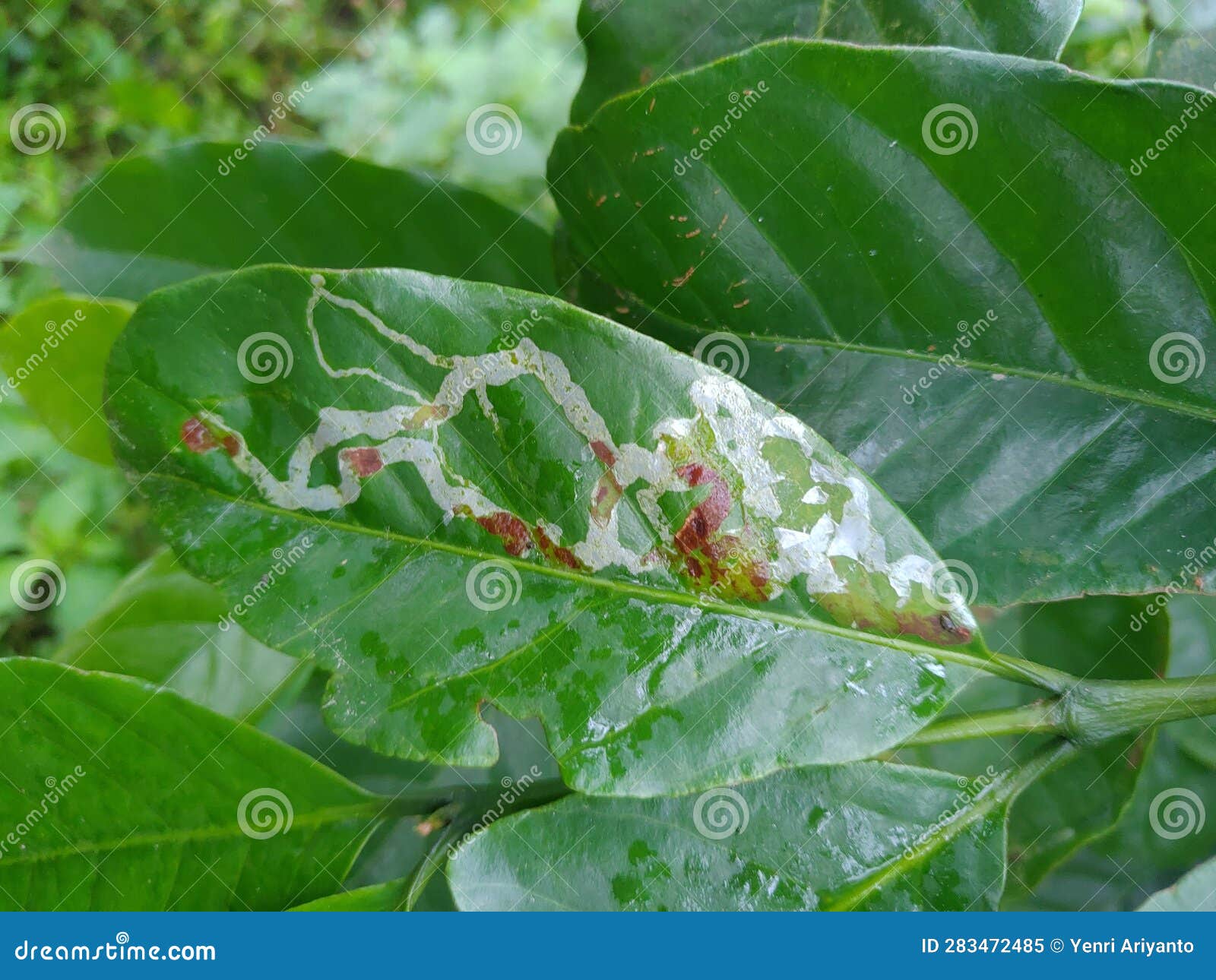 Arabica Coffee Plant Leaves with Signs of Pest Attack Stock Image ... Arabica Coffee Plant Leaves with Signs of Pest Attack Stock Image ...