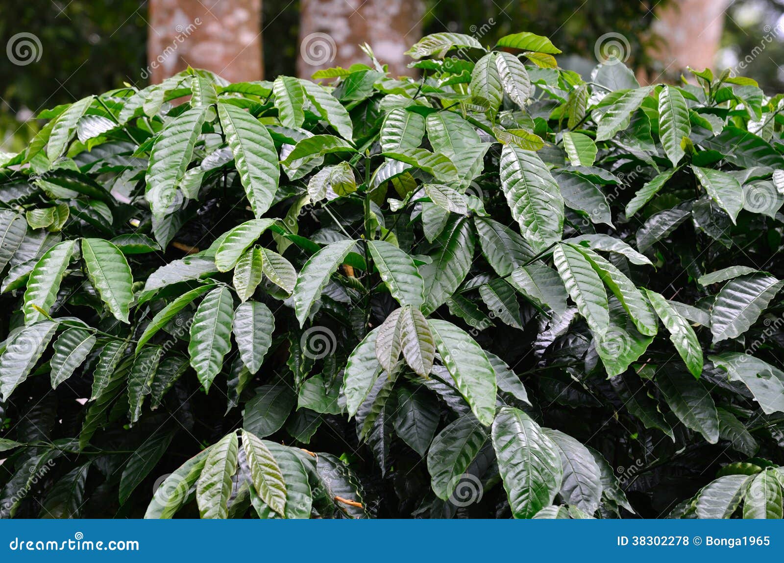 Arabica Coffee Plants Stock Photos - Download 510 Royalty Free Photos