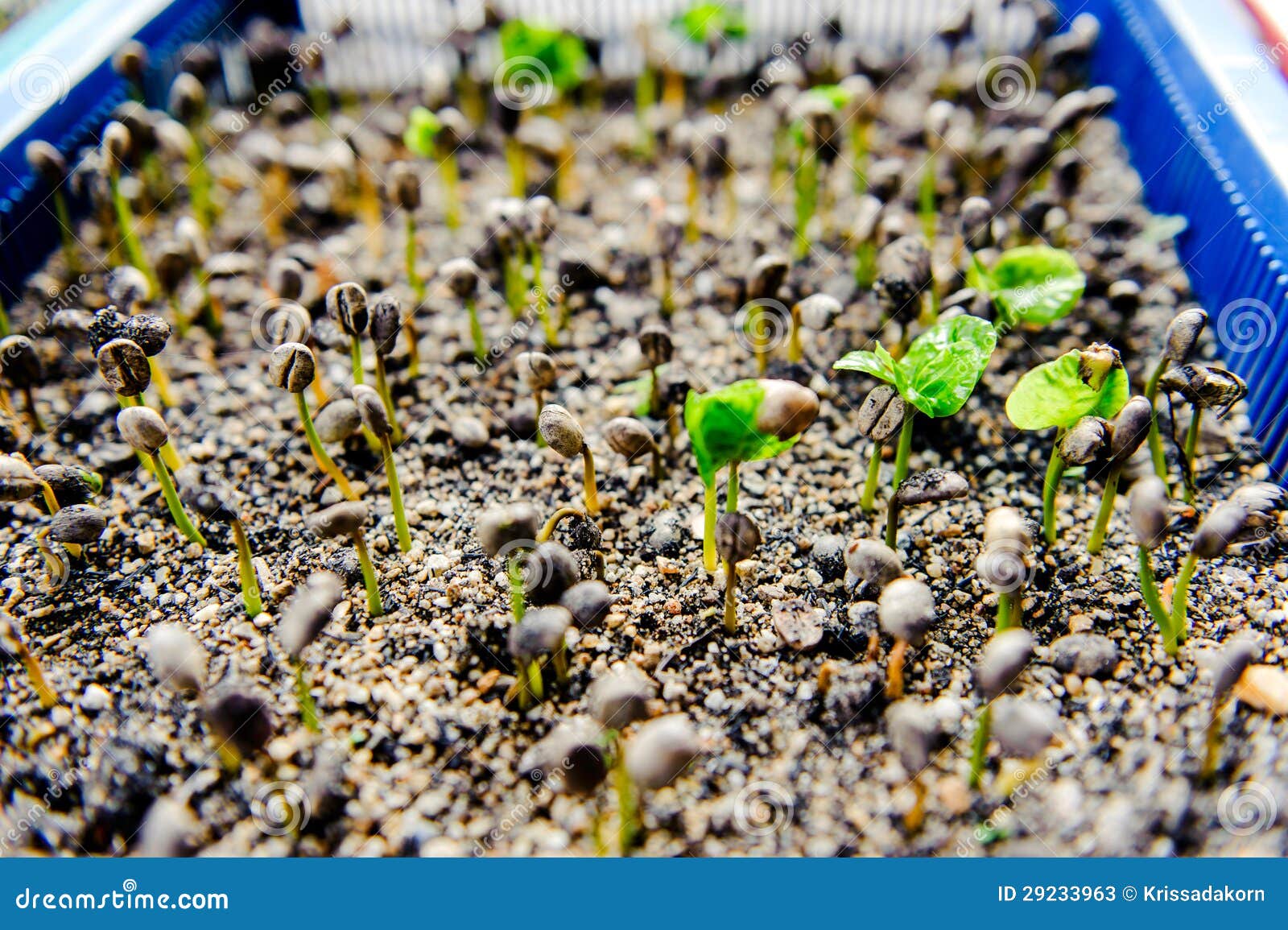 Arabica coffee seedlings stock image. Image of plantation - 29233963