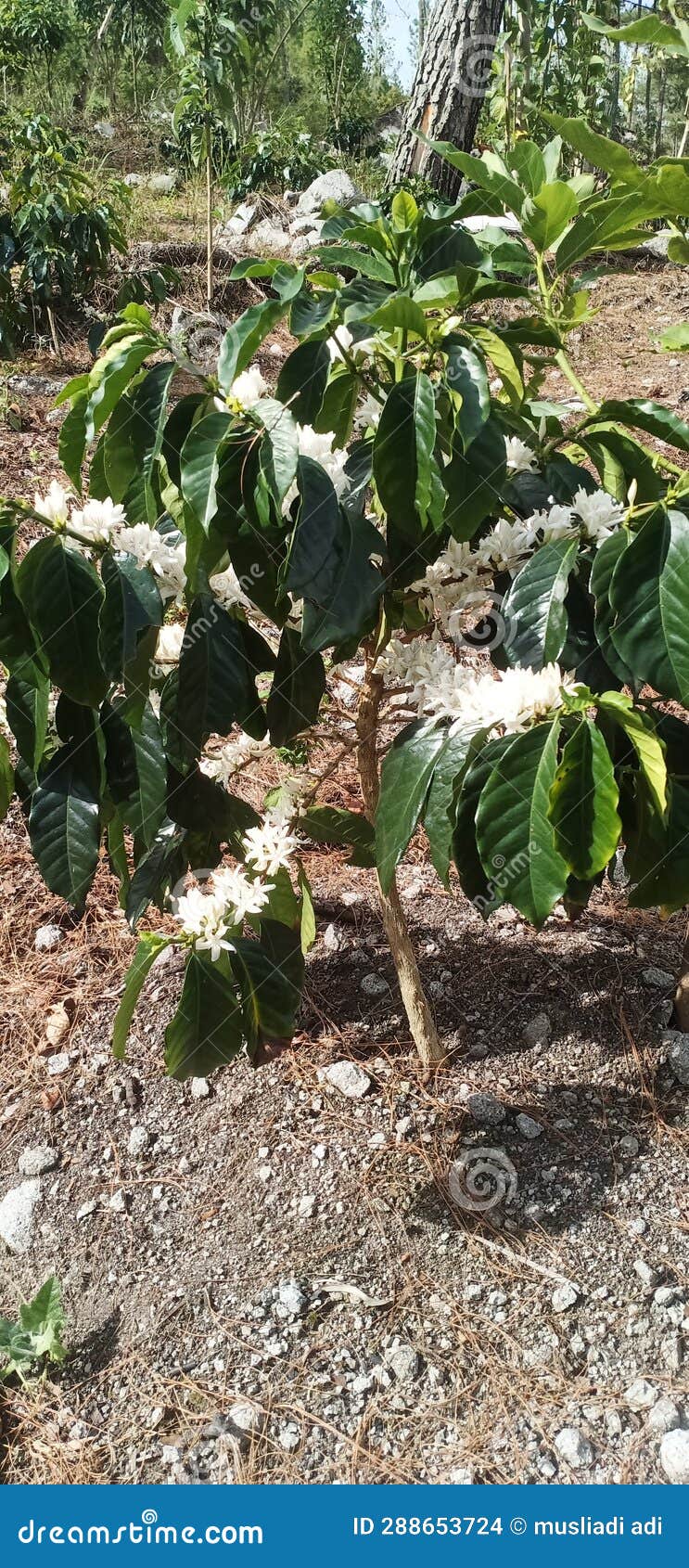 Arabica coffee tree stock photo. Image of gayo, coffee - 288653724