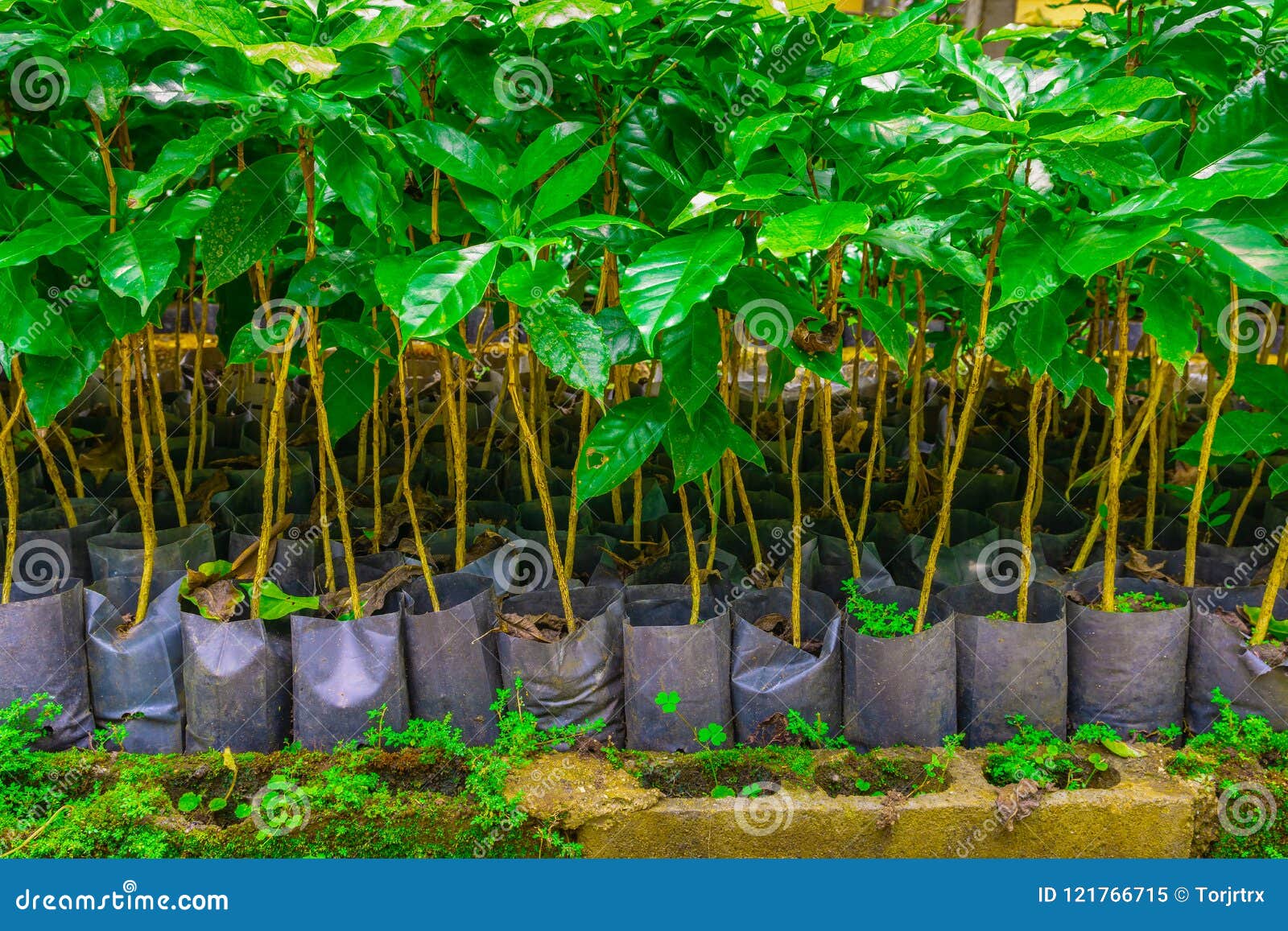 Arabica Coffee Tree Nursery Plantation. Stock Image - Image of ...