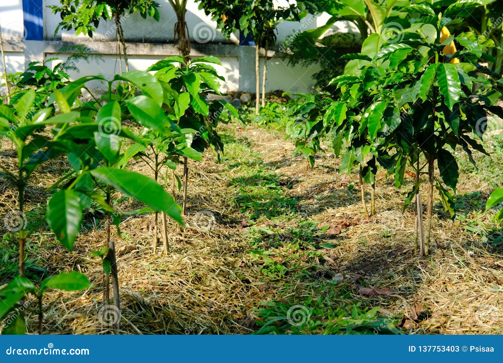Arabica Coffee Tree Plantation in Farm Stock Image - Image of natural ...