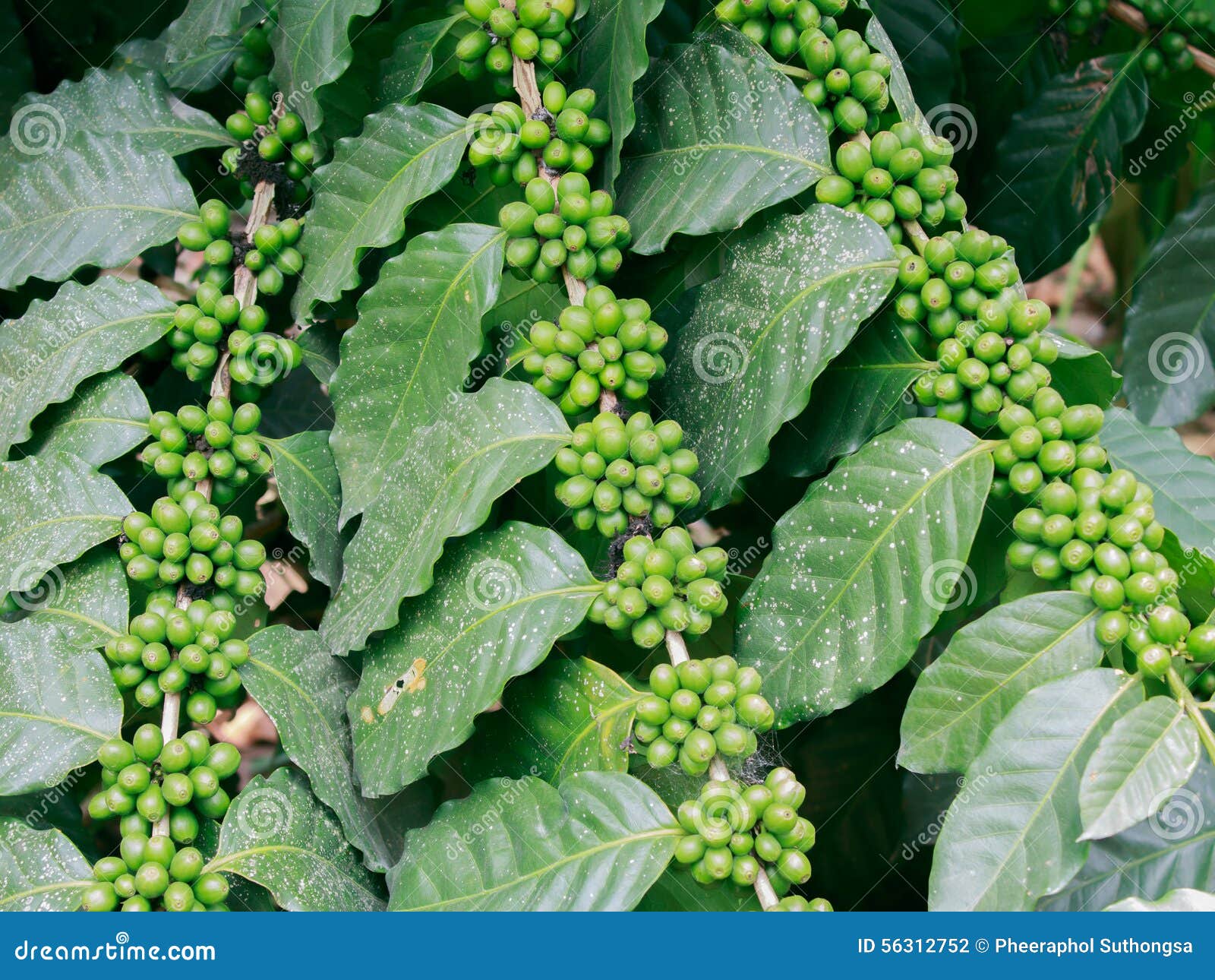 Arabica coffee trees stock photo. Image of green, crop - 56312752