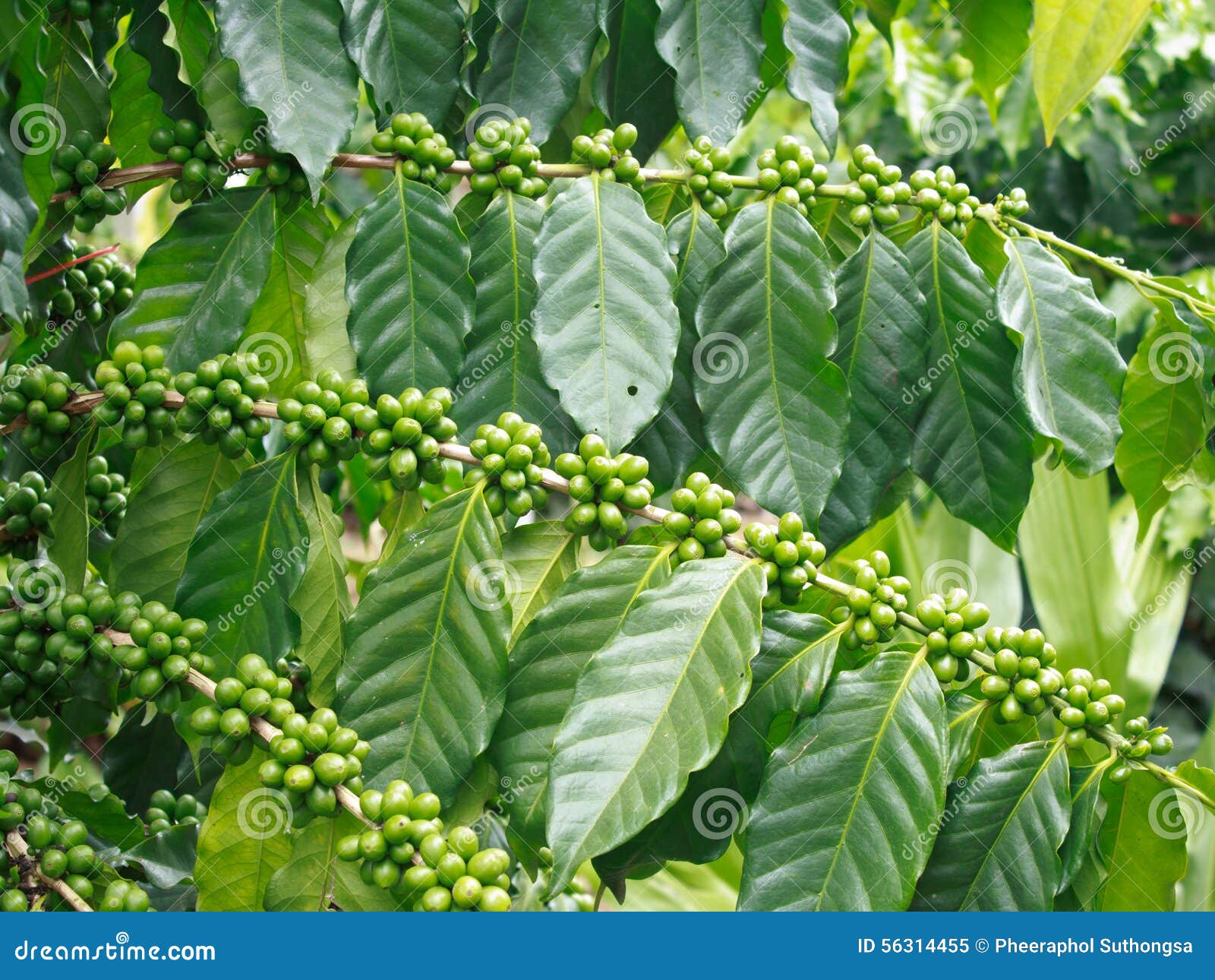 Arabica coffee trees stock image. Image of climate, coffee - 56314455